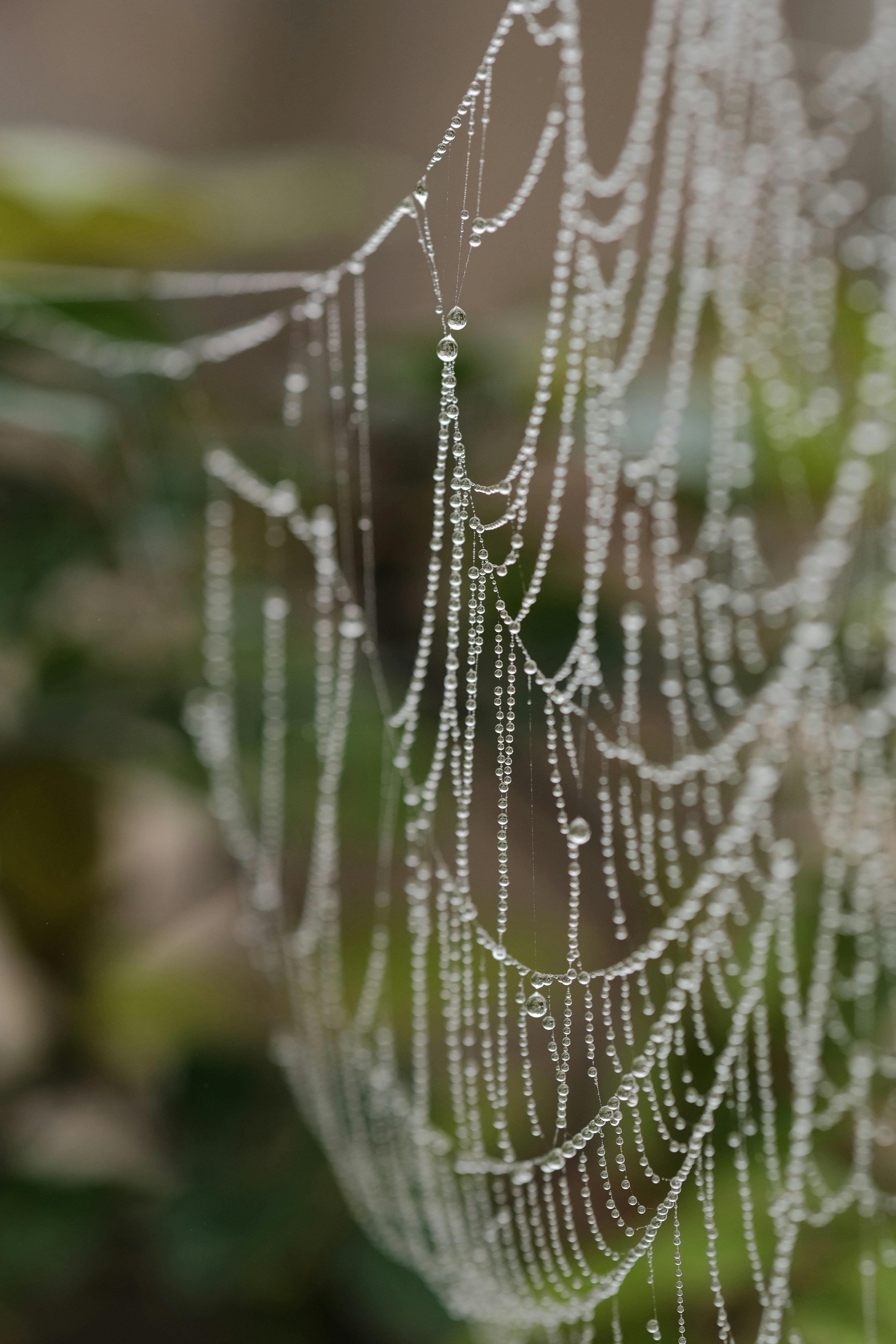 Close up of Spider Net · Free Stock Photo