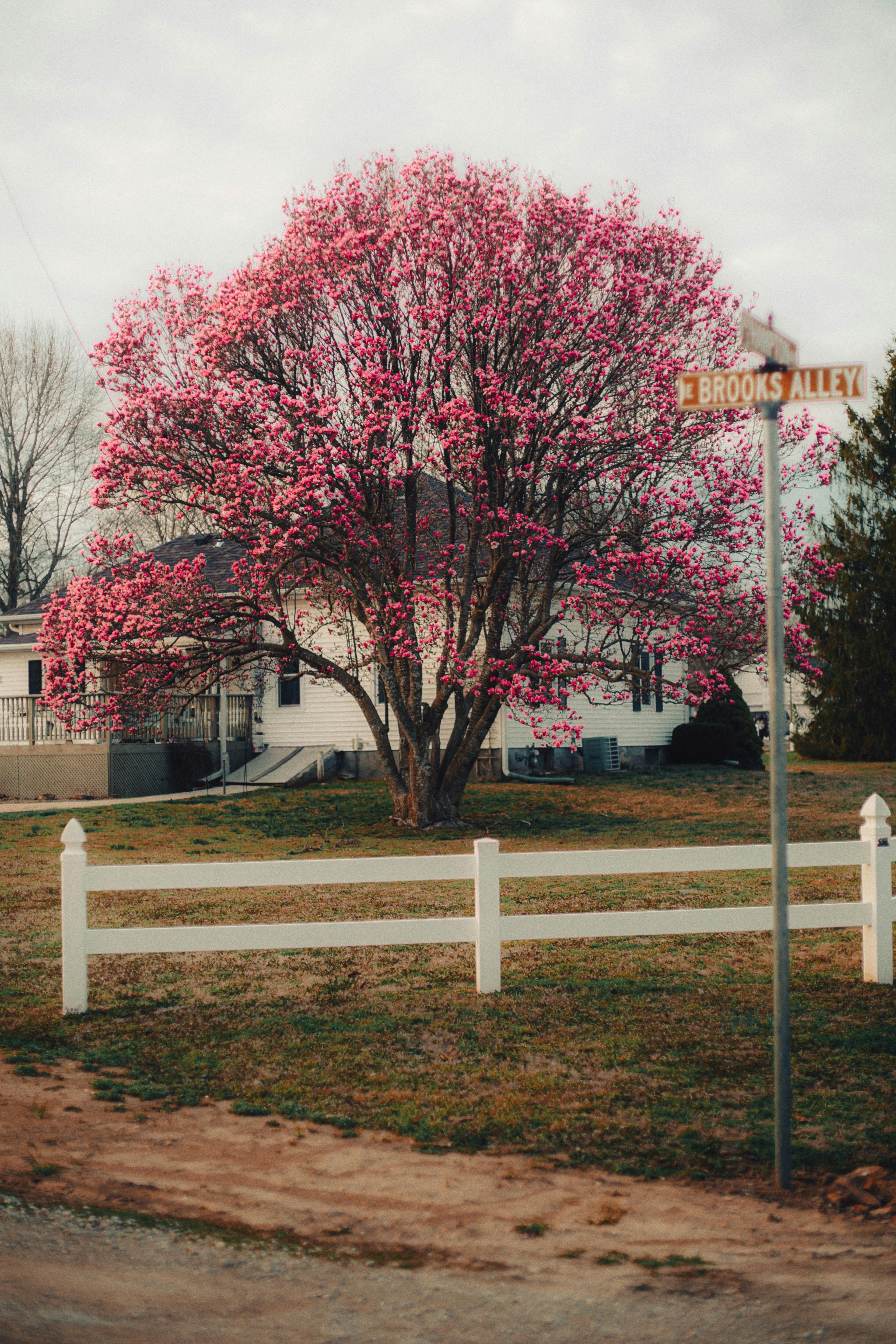 Tree in Blossom in Front of a Building · Free Stock Photo