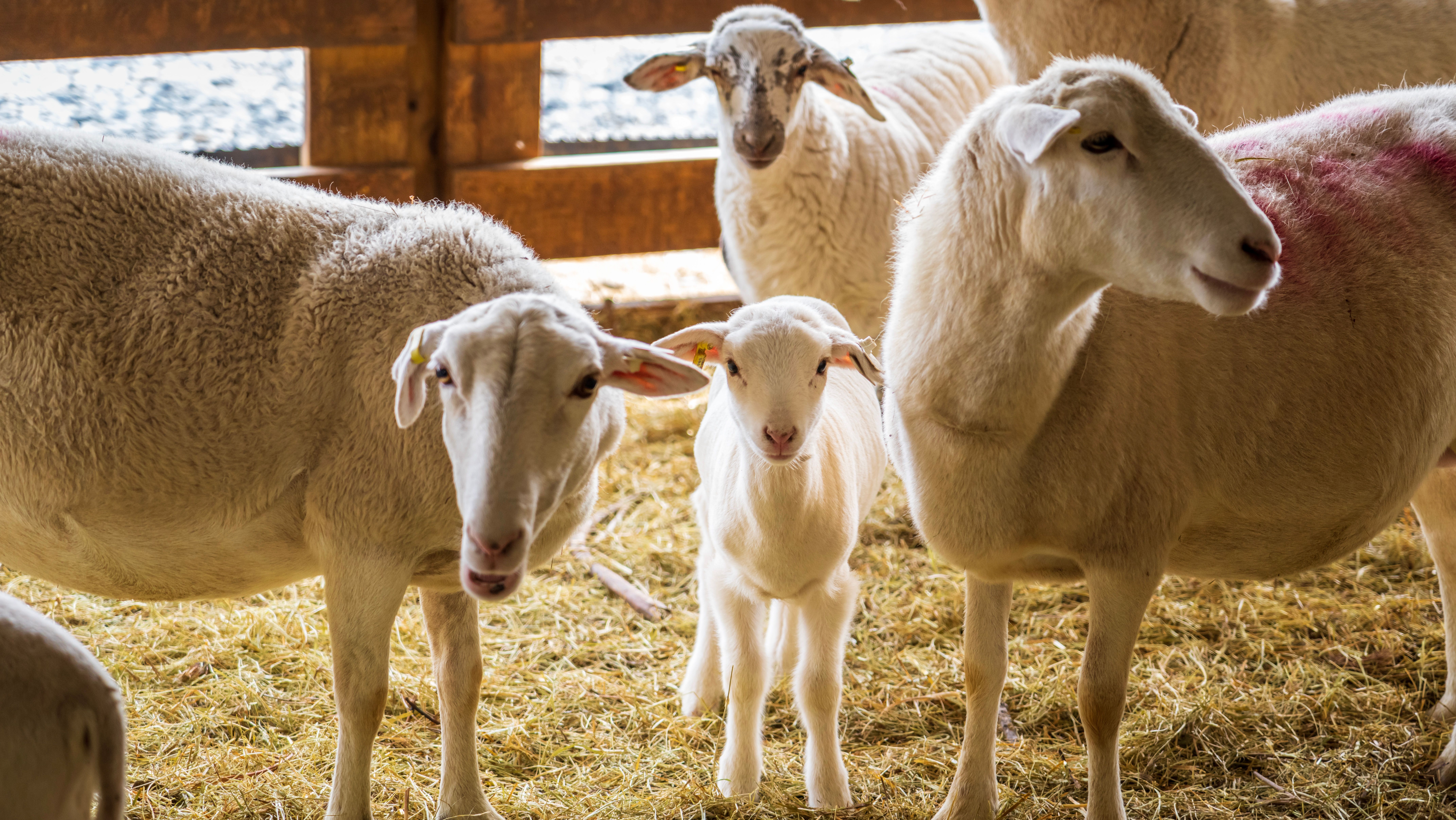 Foto de stock gratuita sobre agricultura, animal domestico, fotos de ...