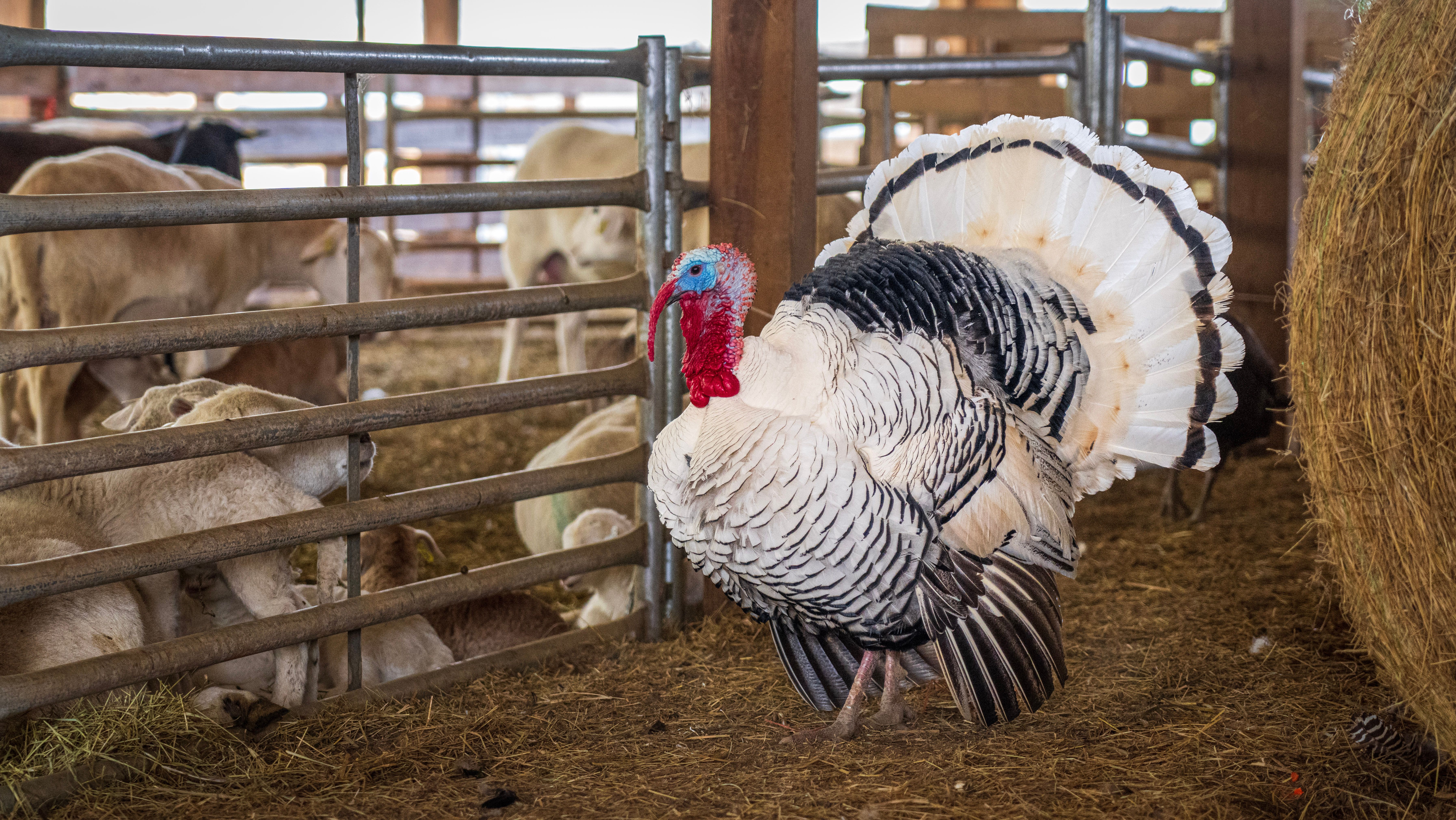 Sheep and Royal Palm Turkey in a Barn · Free Stock Photo