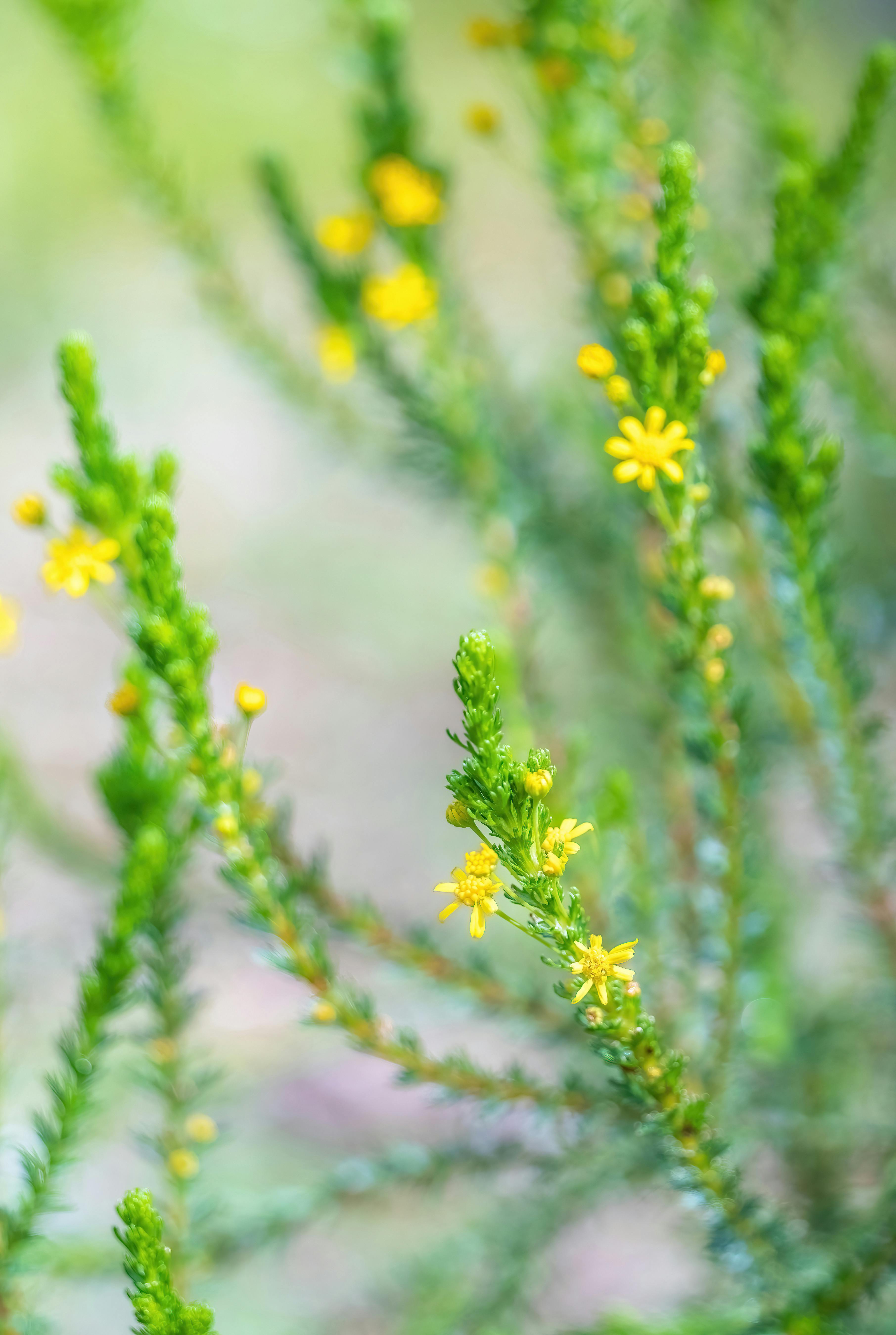 Close-up of a Small Yellow Flower in Green Grass · Free Stock Photo