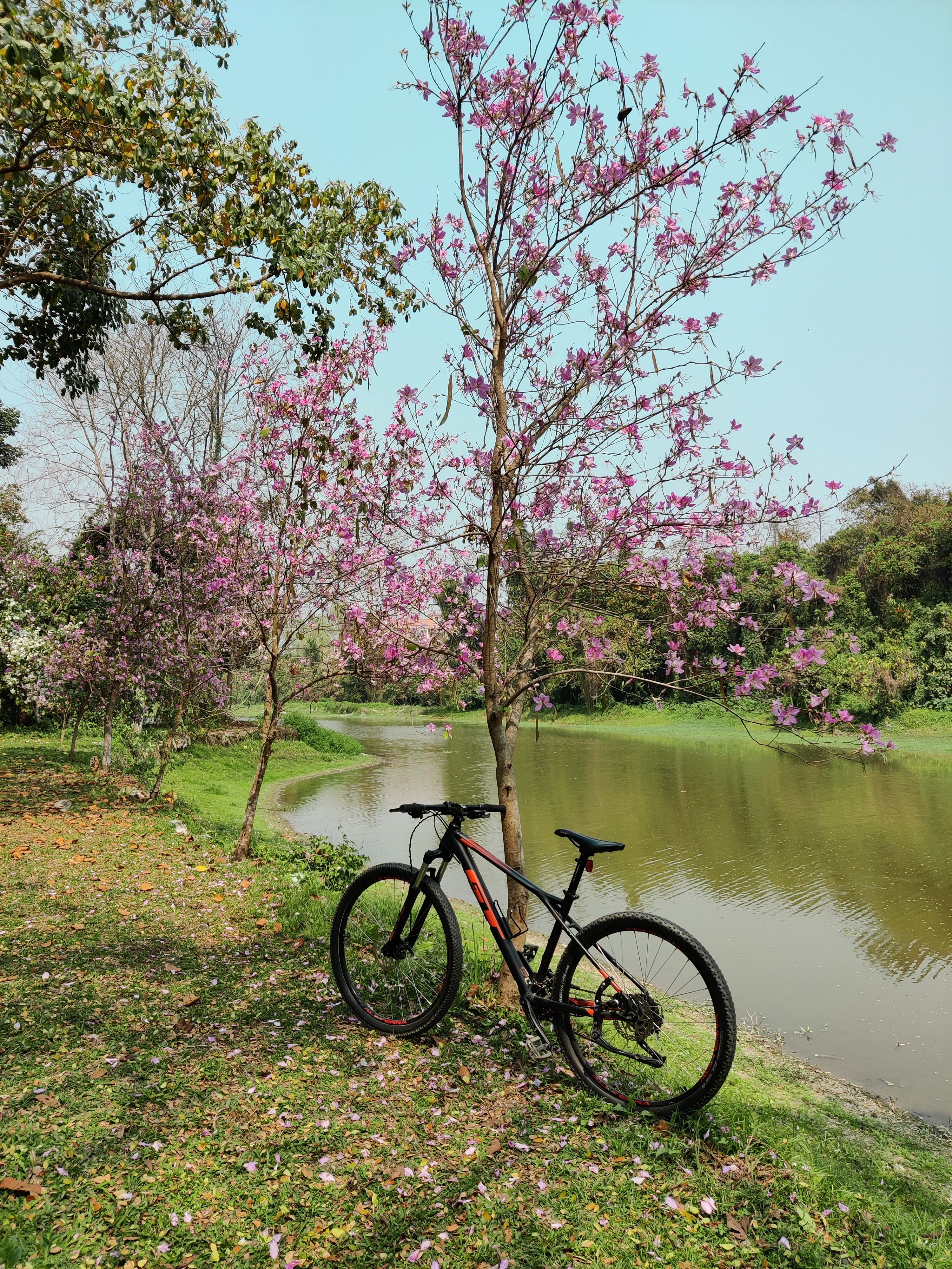 Bicycle Parked by Trees in Spring · Free Stock Photo