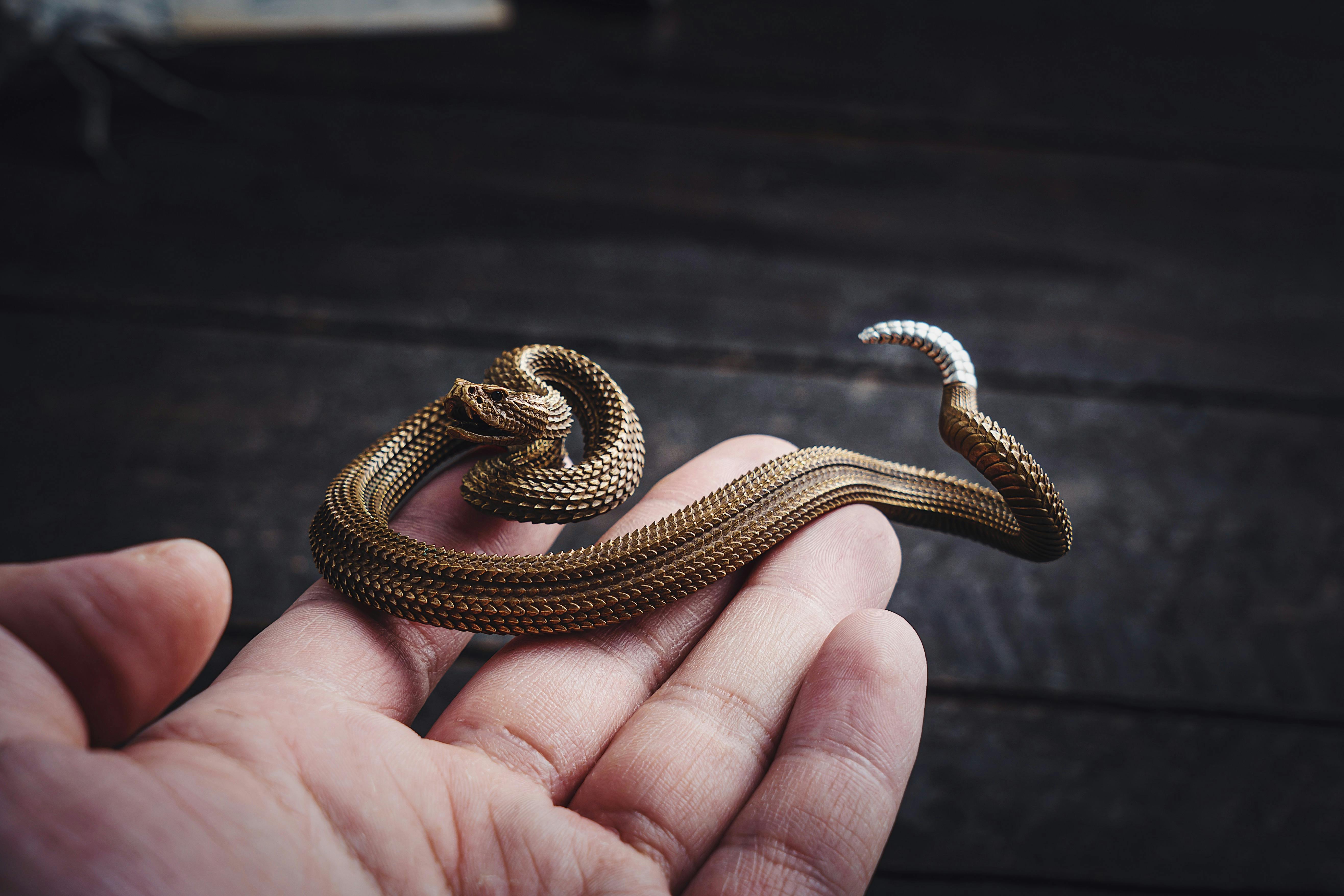 Dark Snake Photos, Download The BEST Free Dark Snake Stock Photos & HD ...