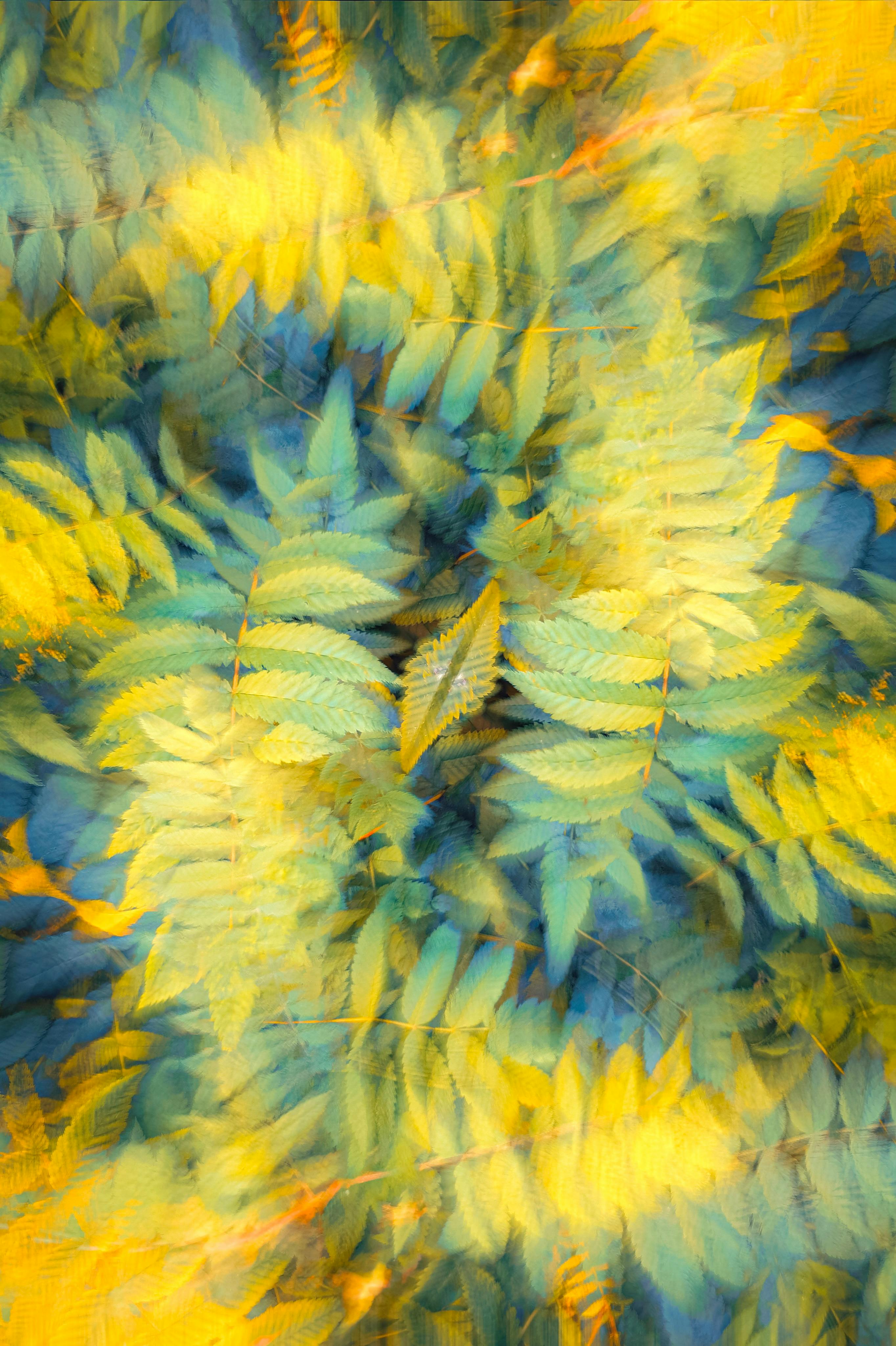 Blurred, Colorful Leaves · Free Stock Photo