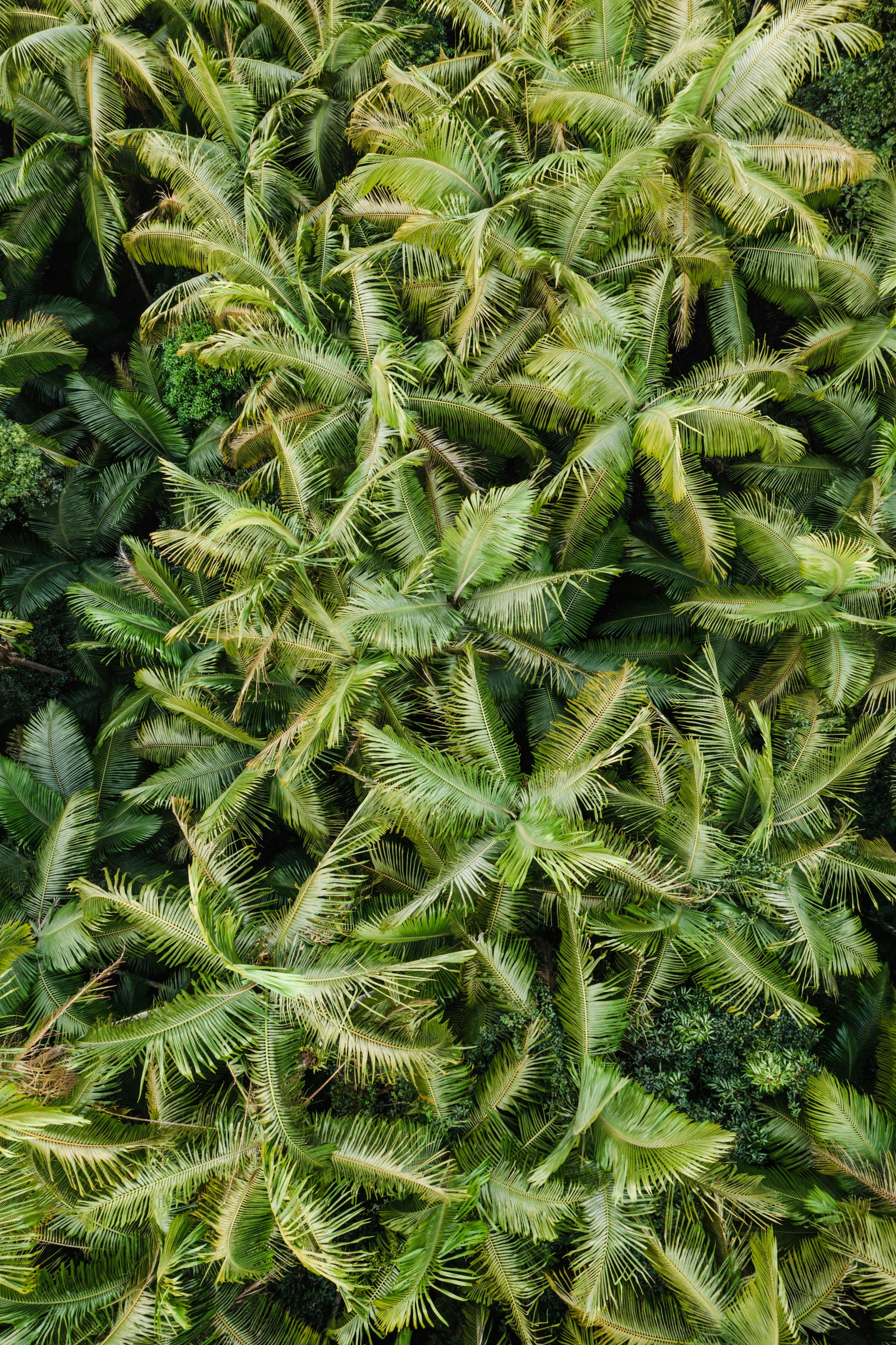 Wallpaper of Fronds · Free Stock Photo