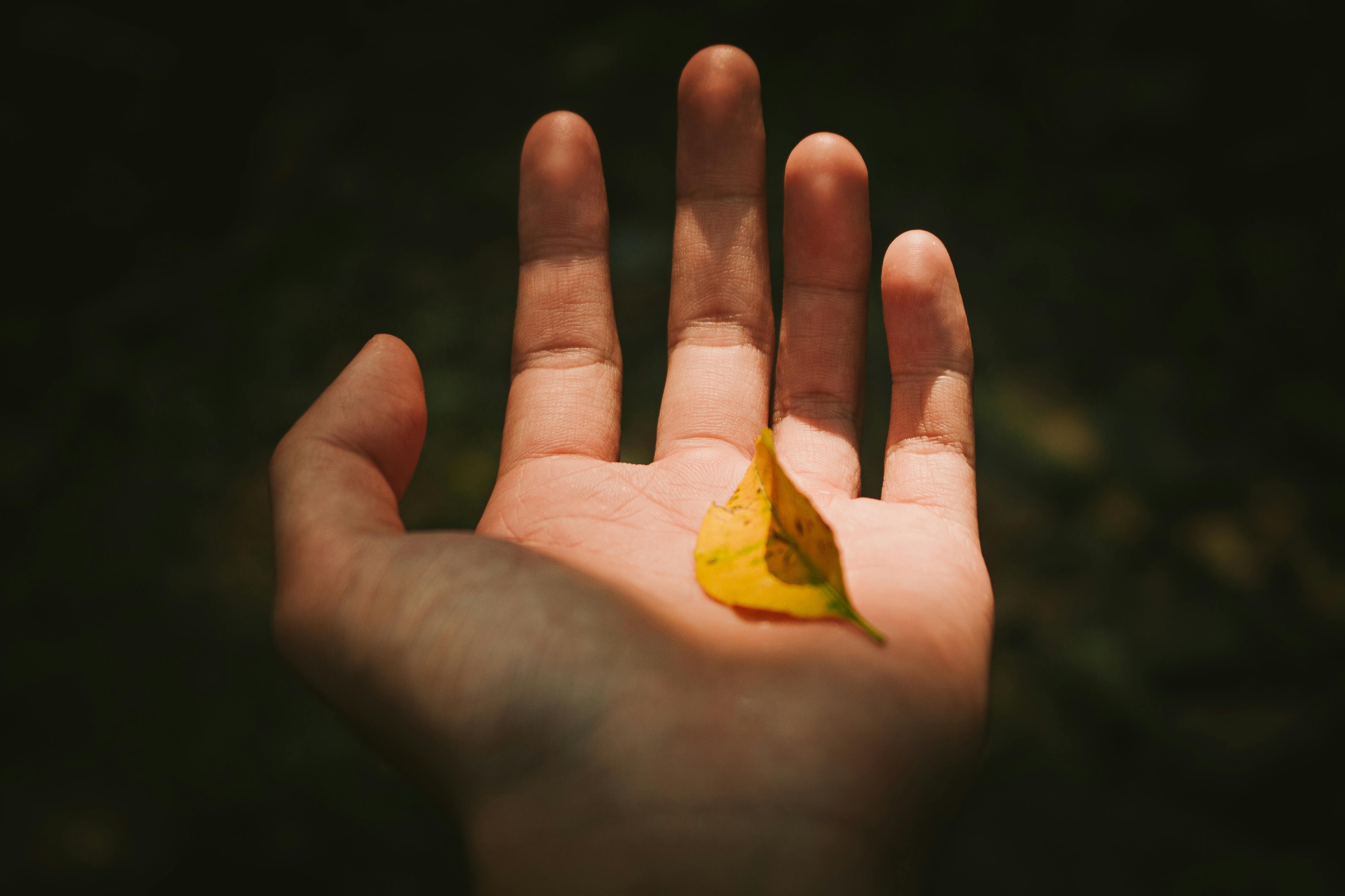 Yellow Leaf on Hand · Free Stock Photo