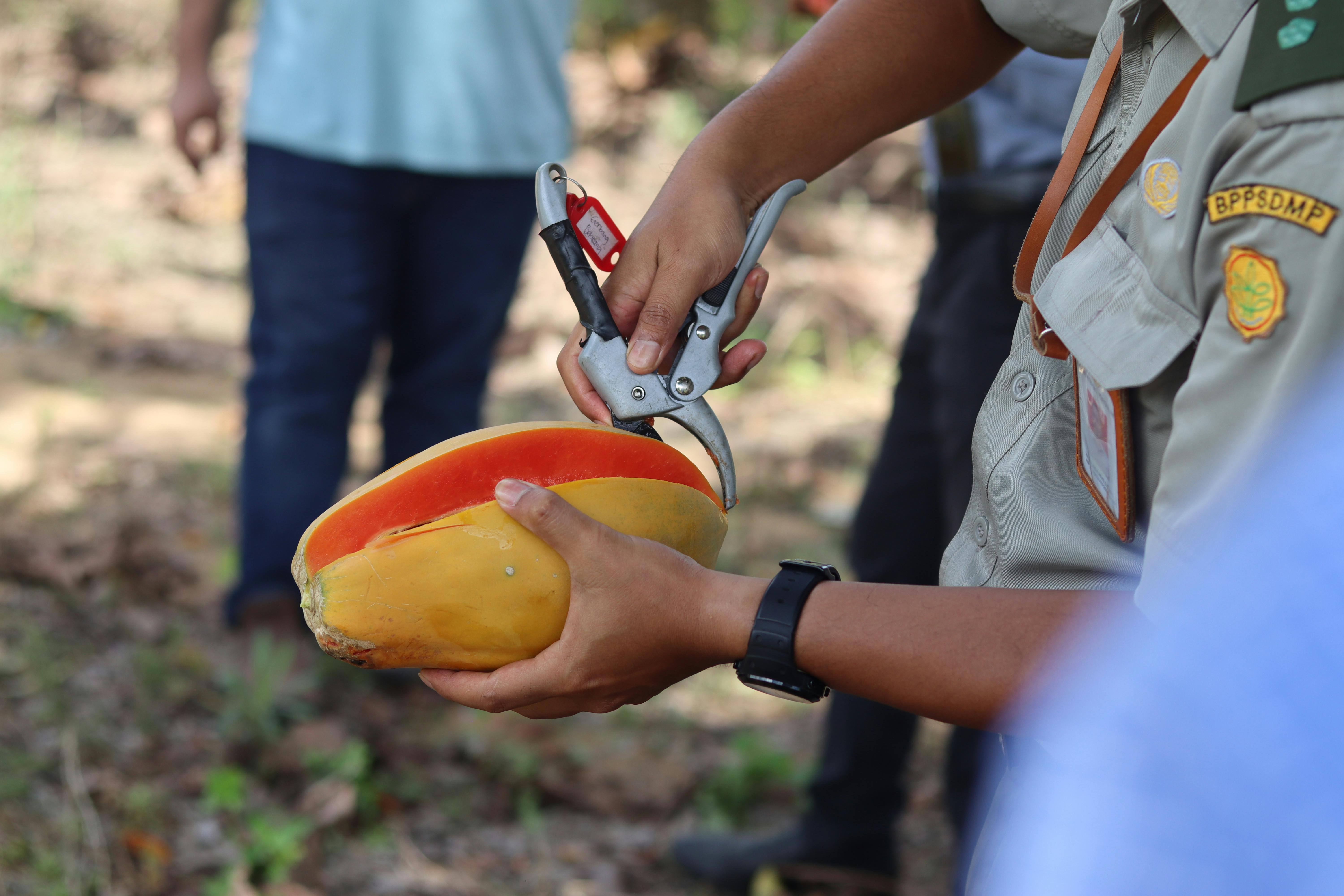Man Cut Papaya Fruit · Free Stock Photo