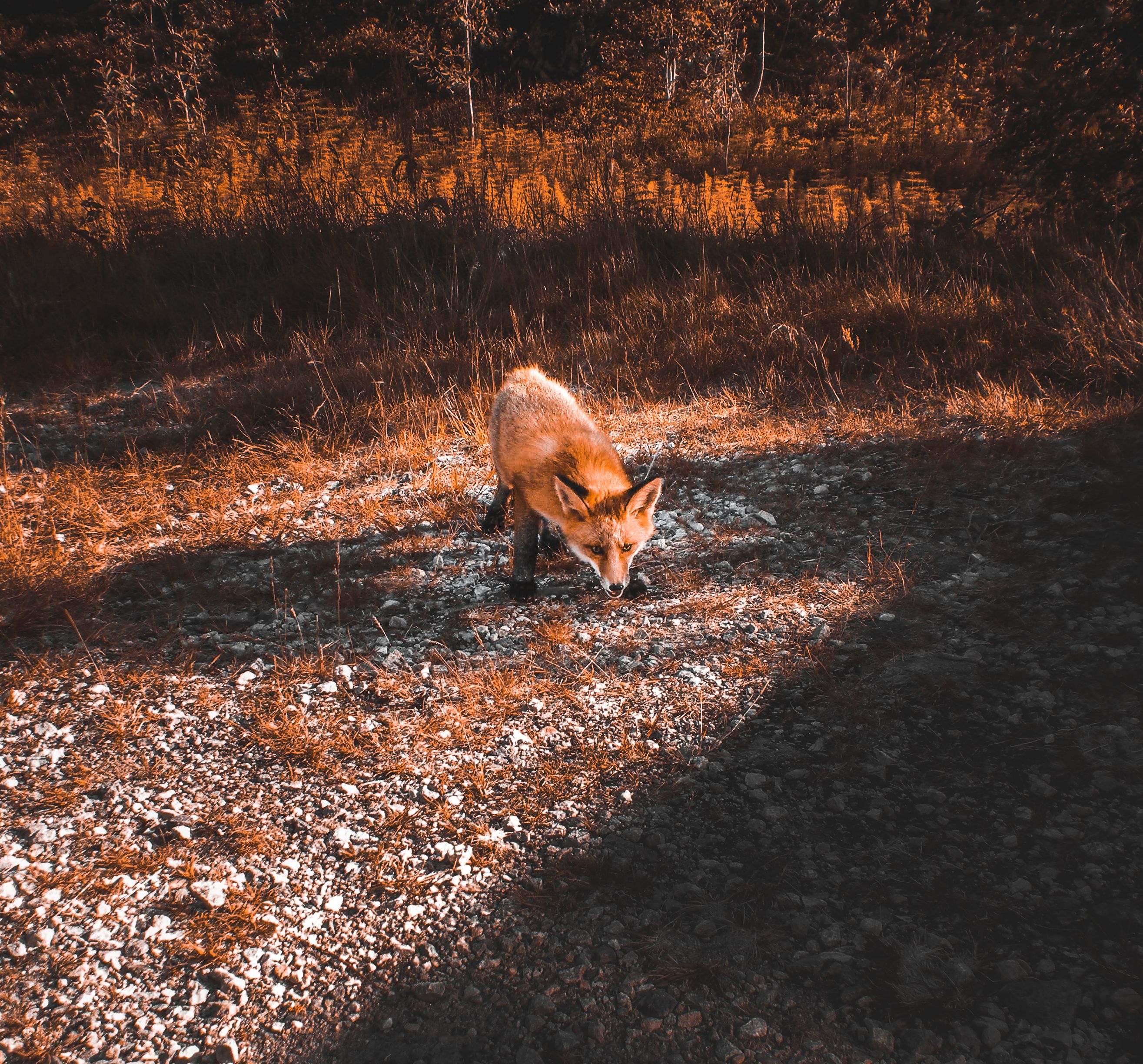 Brown Fox · Free Stock Photo