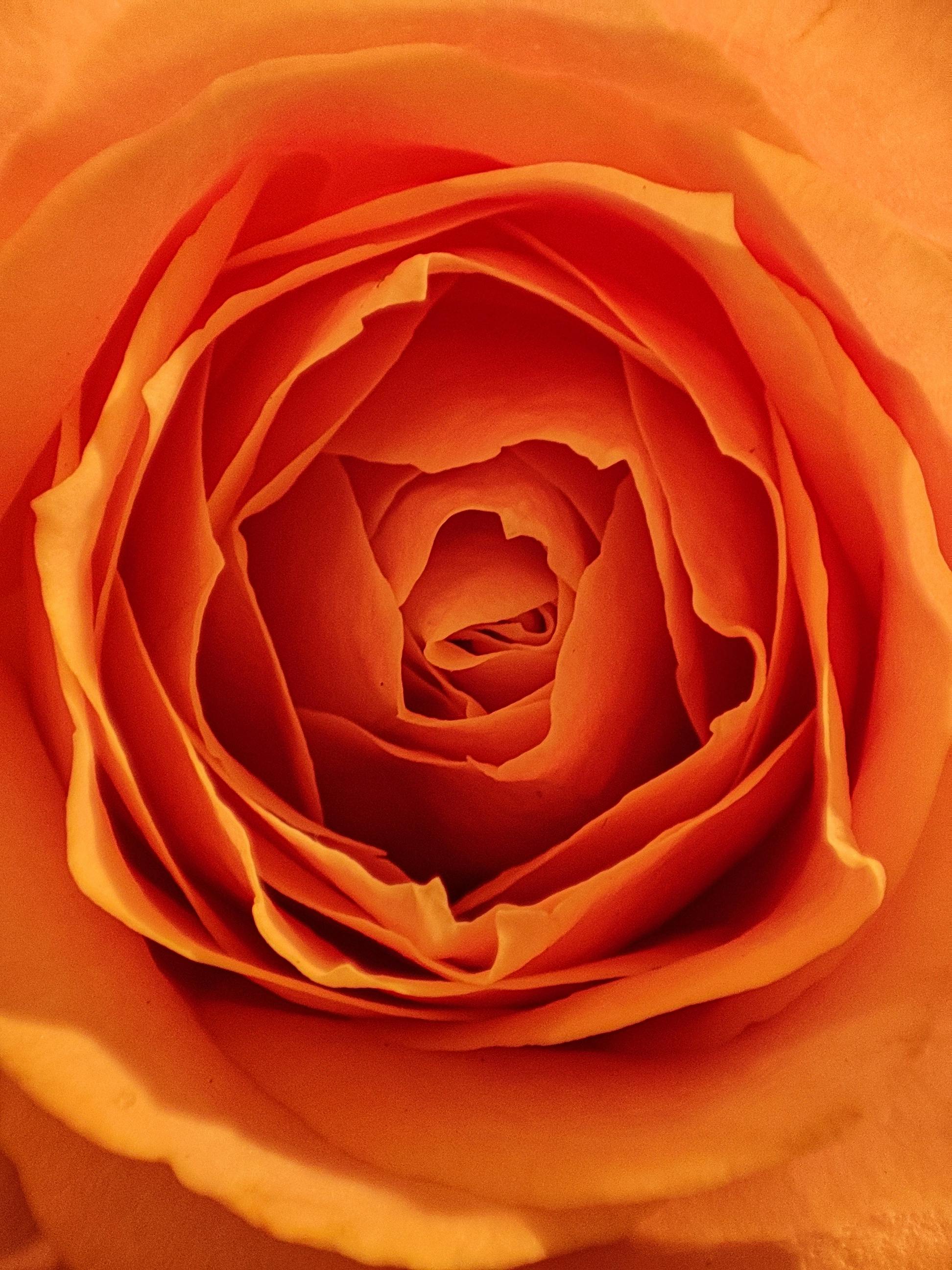 A Close-Up Shot of a Rose Flower · Free Stock Photo