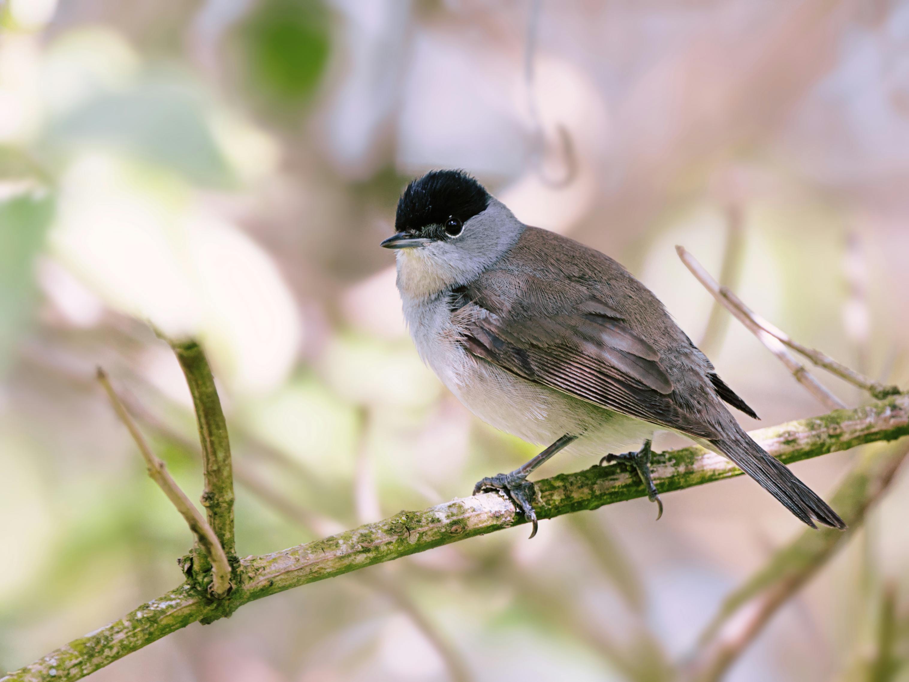 Black cap warbler in the undergrowth. · Free Stock Photo