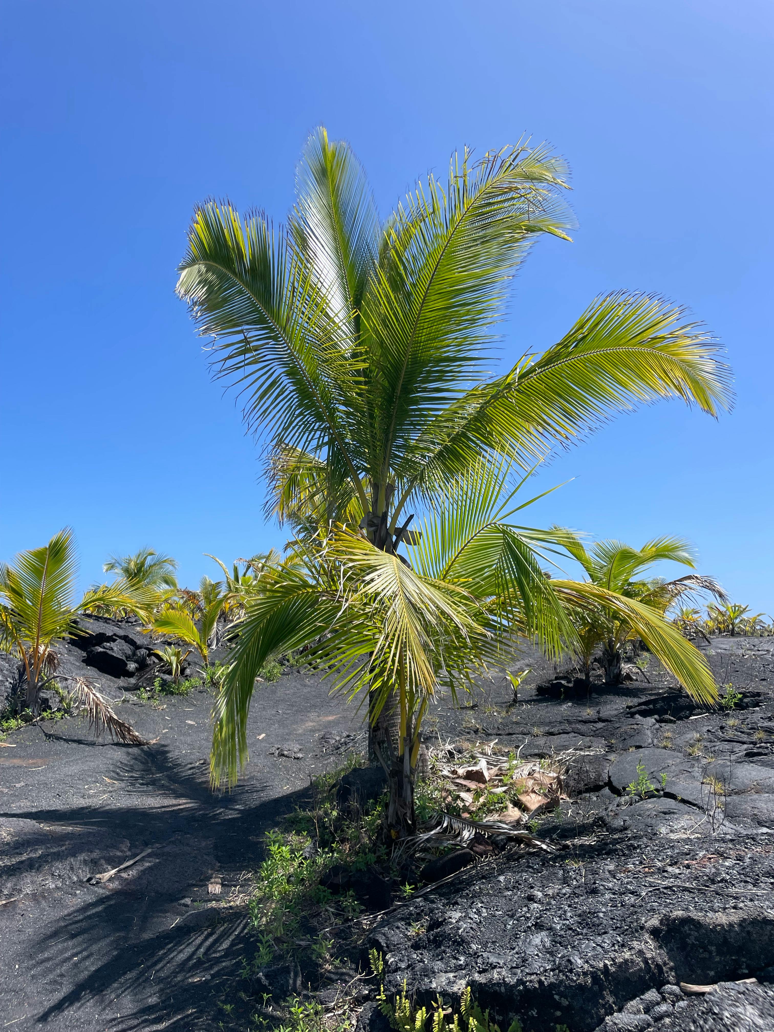 Palm Tree on Rocks · Free Stock Photo