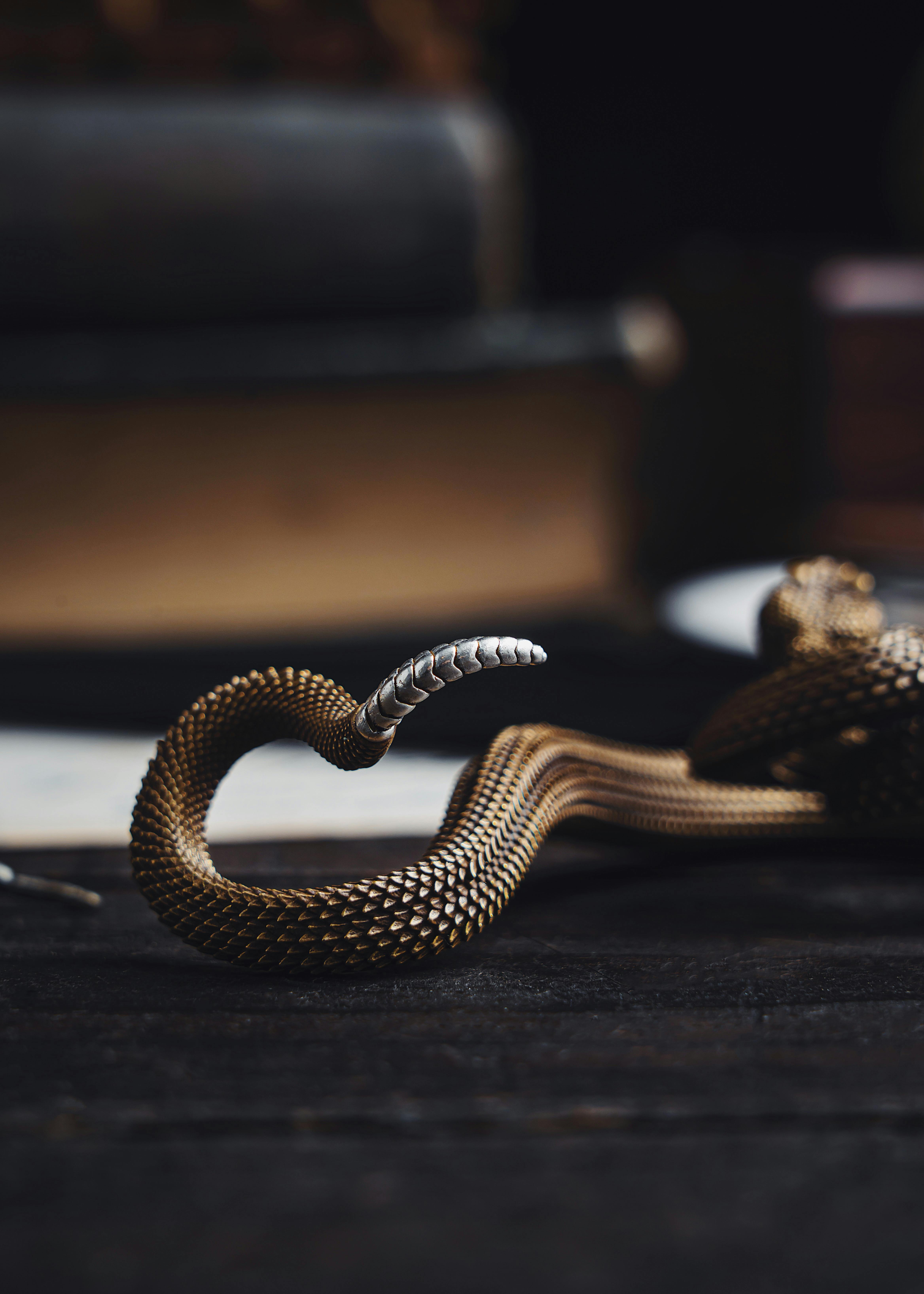 Snake Fangs Photos, Download The BEST Free Snake Fangs Stock Photos ...