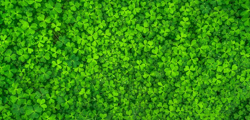 Green Photos, Download The BEST Free Green Stock Photos & HD Images