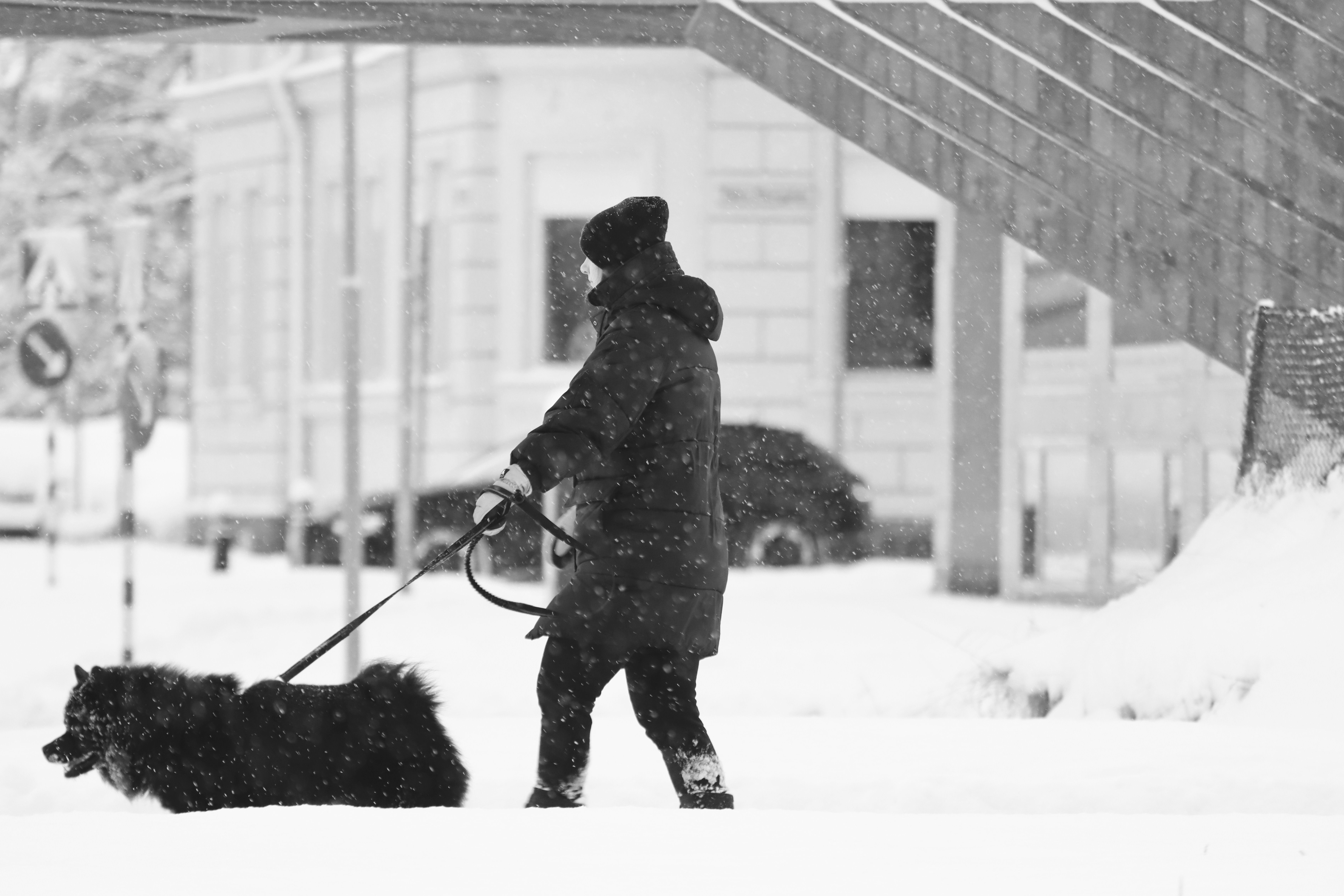 Woman And Her Dog Photos, Download The BEST Free Woman And Her Dog ...