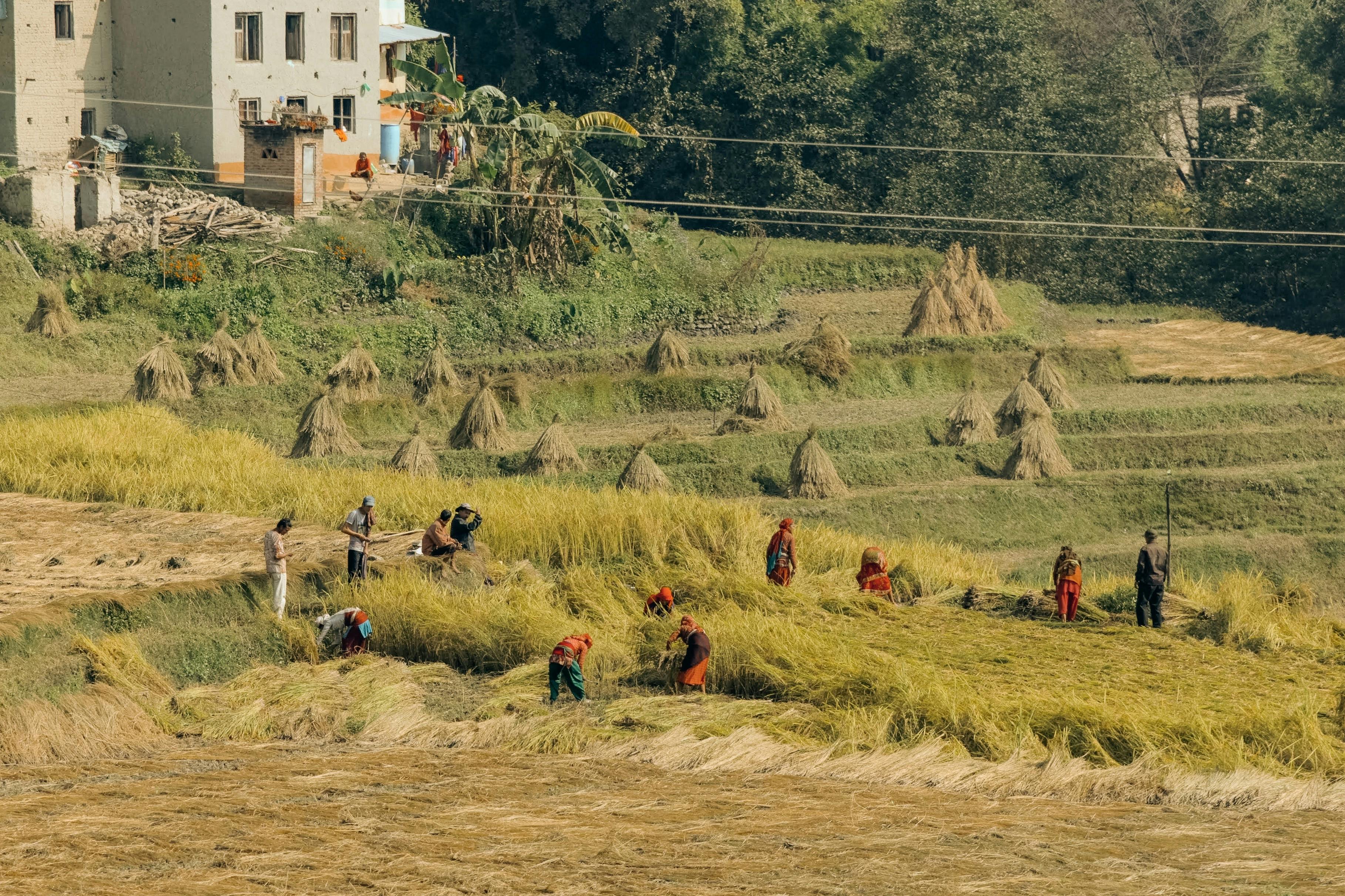 People Working on Field · Free Stock Photo