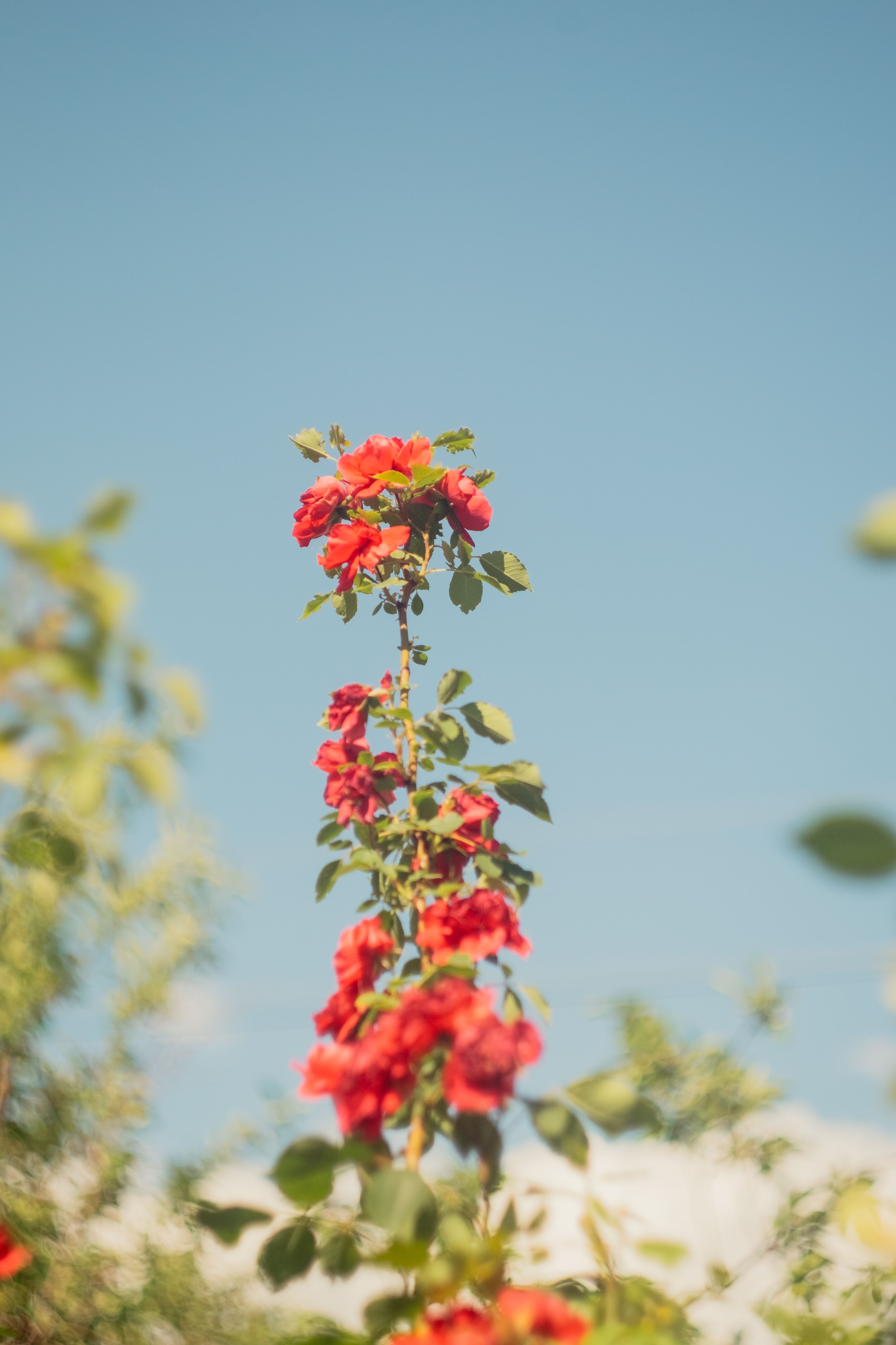 Close-up of a Red Rosebush against Blue Sky · Free Stock Photo
