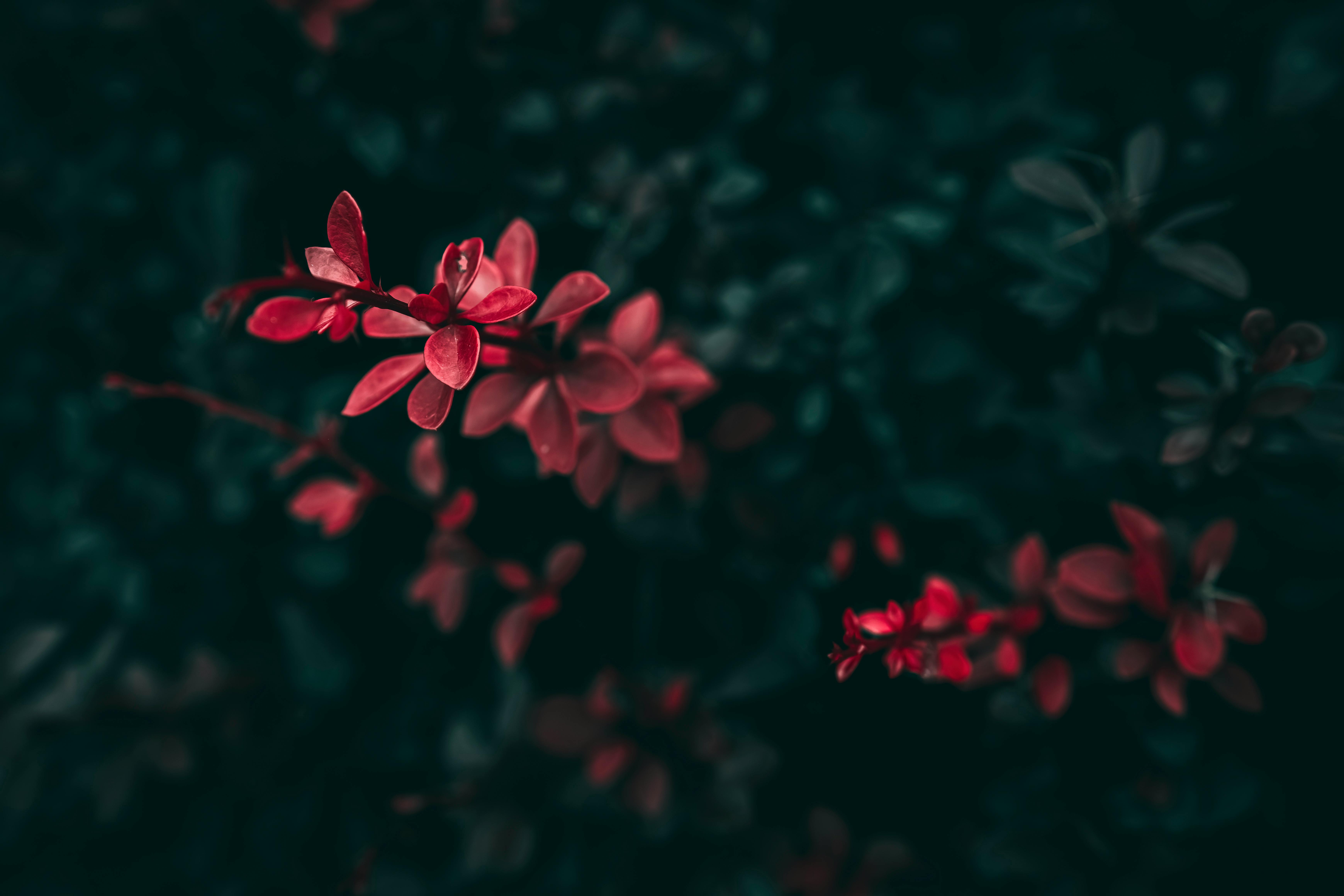 Blooming Flowers on Green Shrub · Free Stock Photo