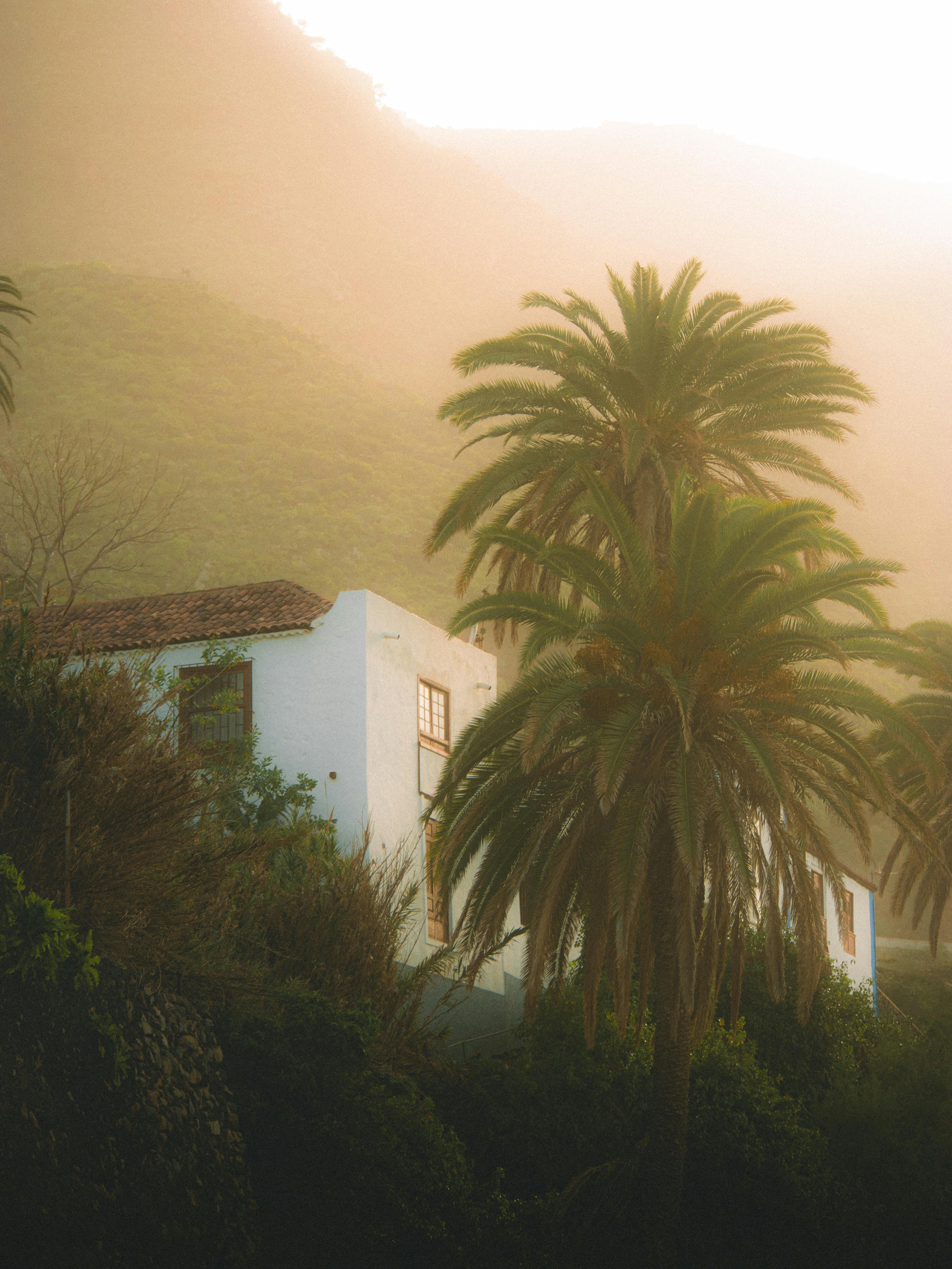 View of a Palm Tree and a House at the Coast at Punta del Hidalgo ...