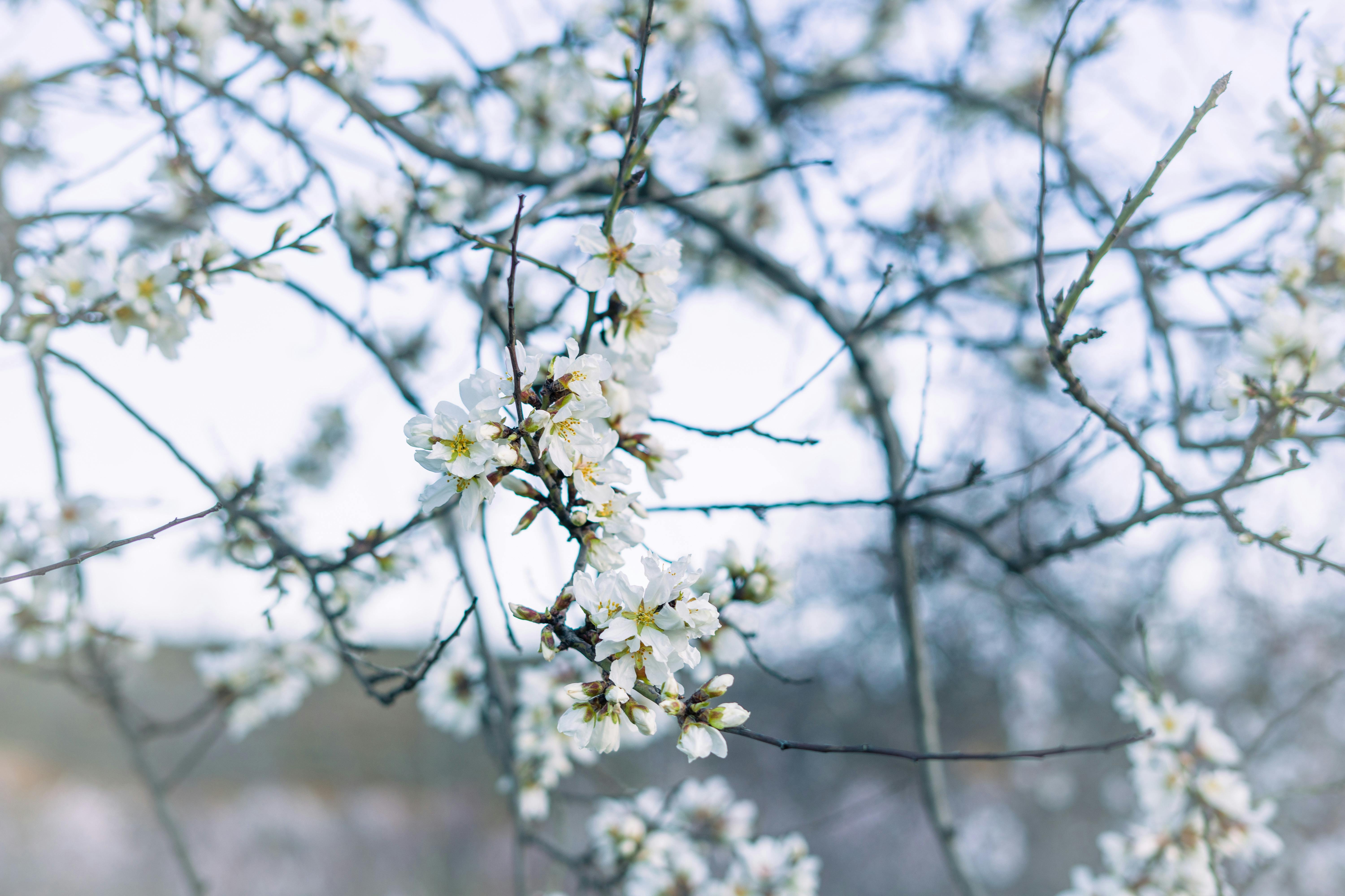 Scotland Spring Photos, Download The BEST Free Scotland Spring Stock ...