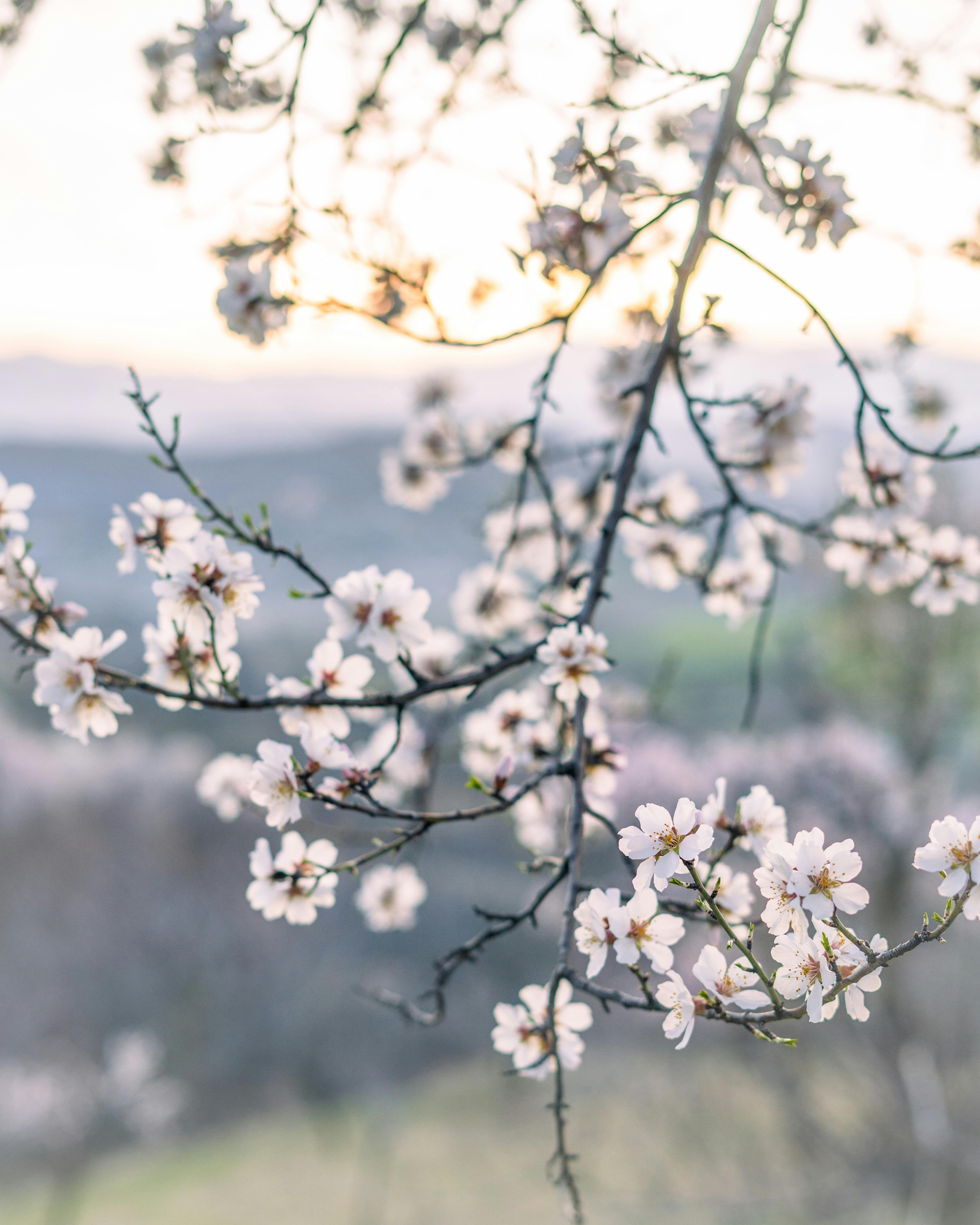 Nature Spring Photos, Download The BEST Free Nature Spring Stock Photos ...