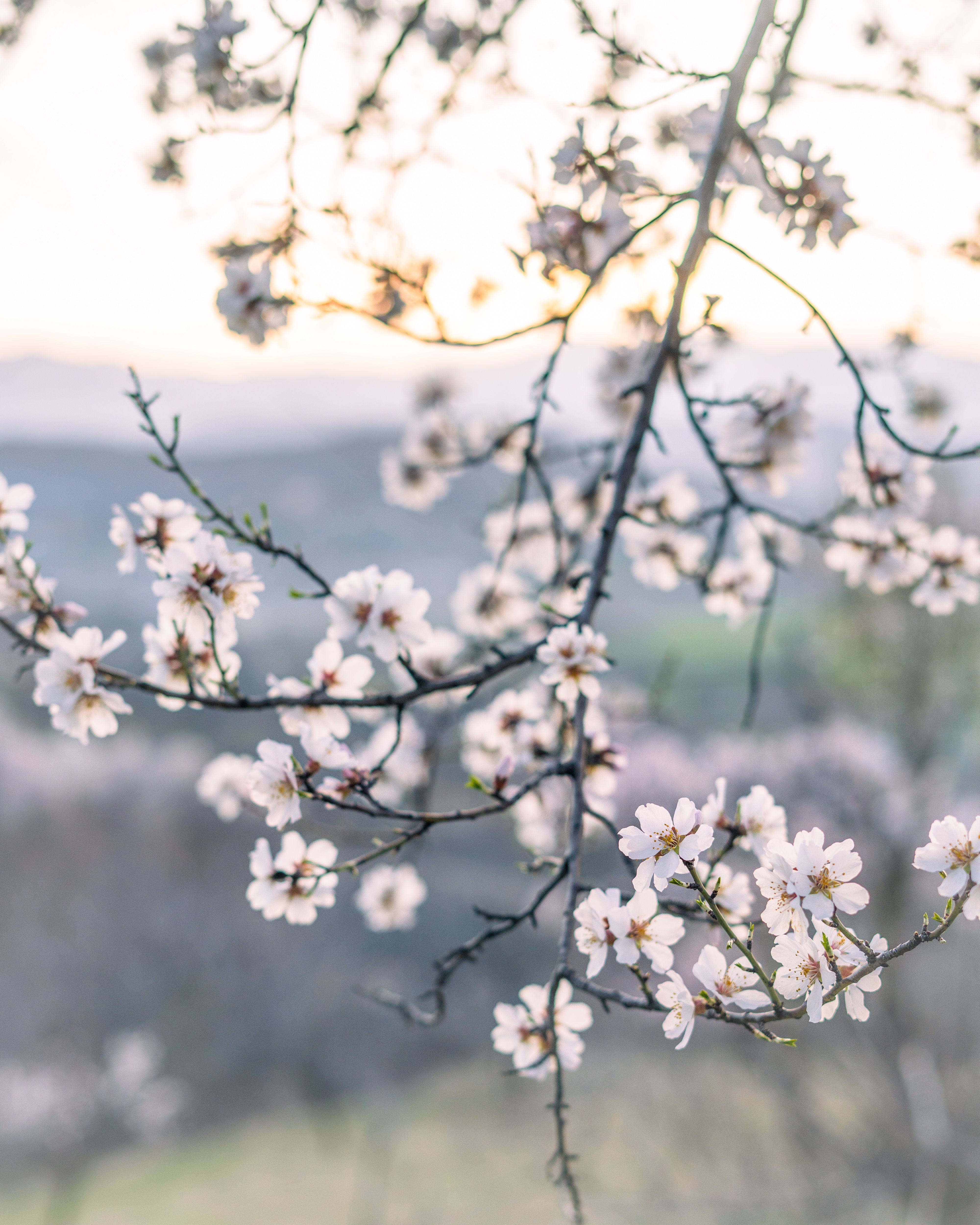 Close-up of Blooming Cherry Tree Branch · Free Stock Photo