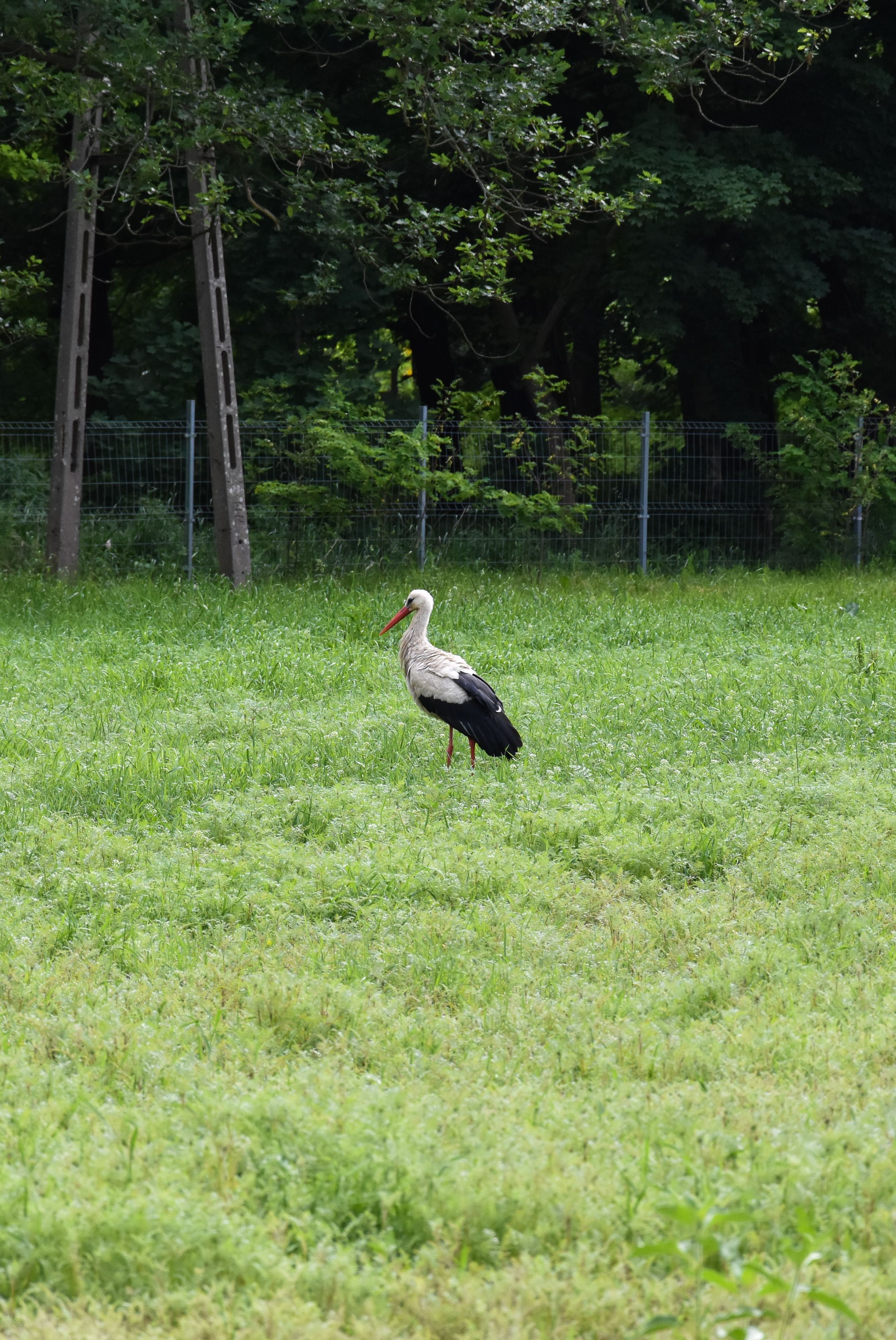 White Stork Walking near Forest · Free Stock Photo