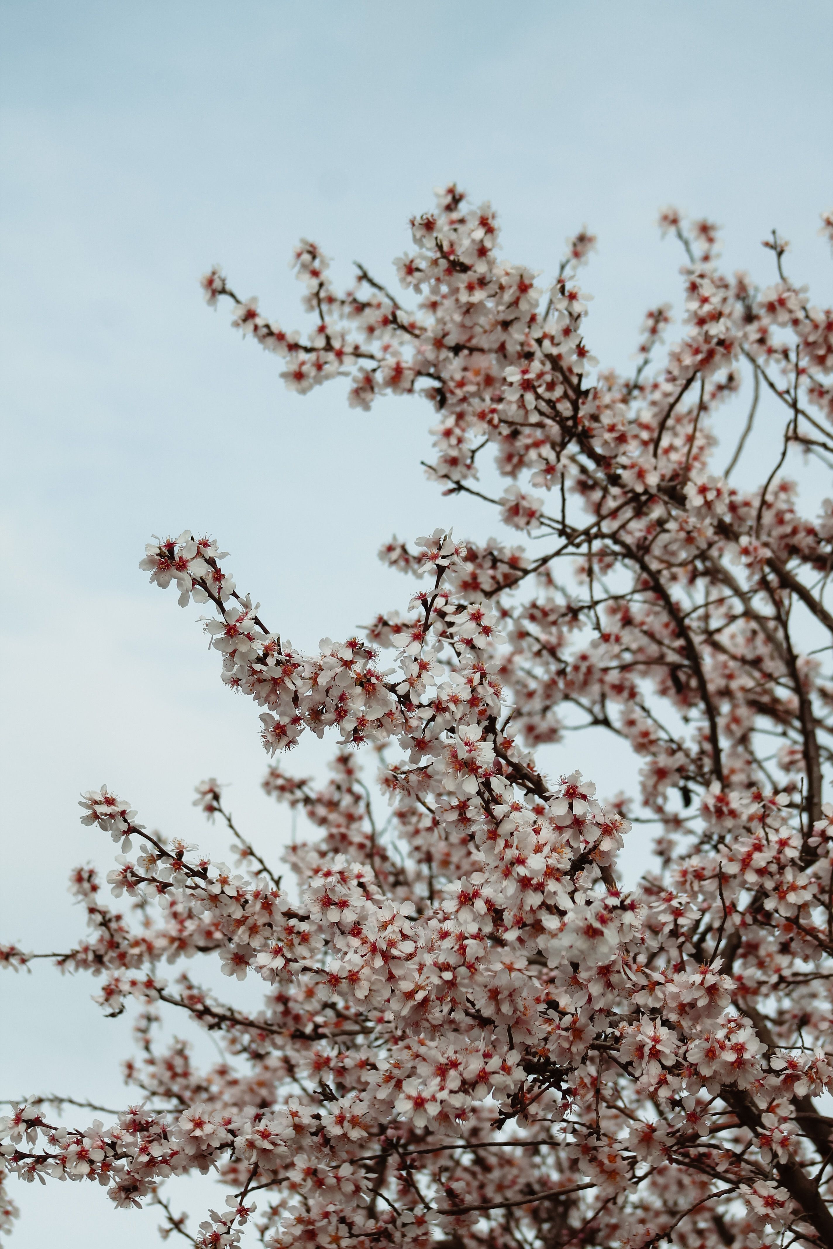 Spring Blossoming Tree · Free Stock Photo