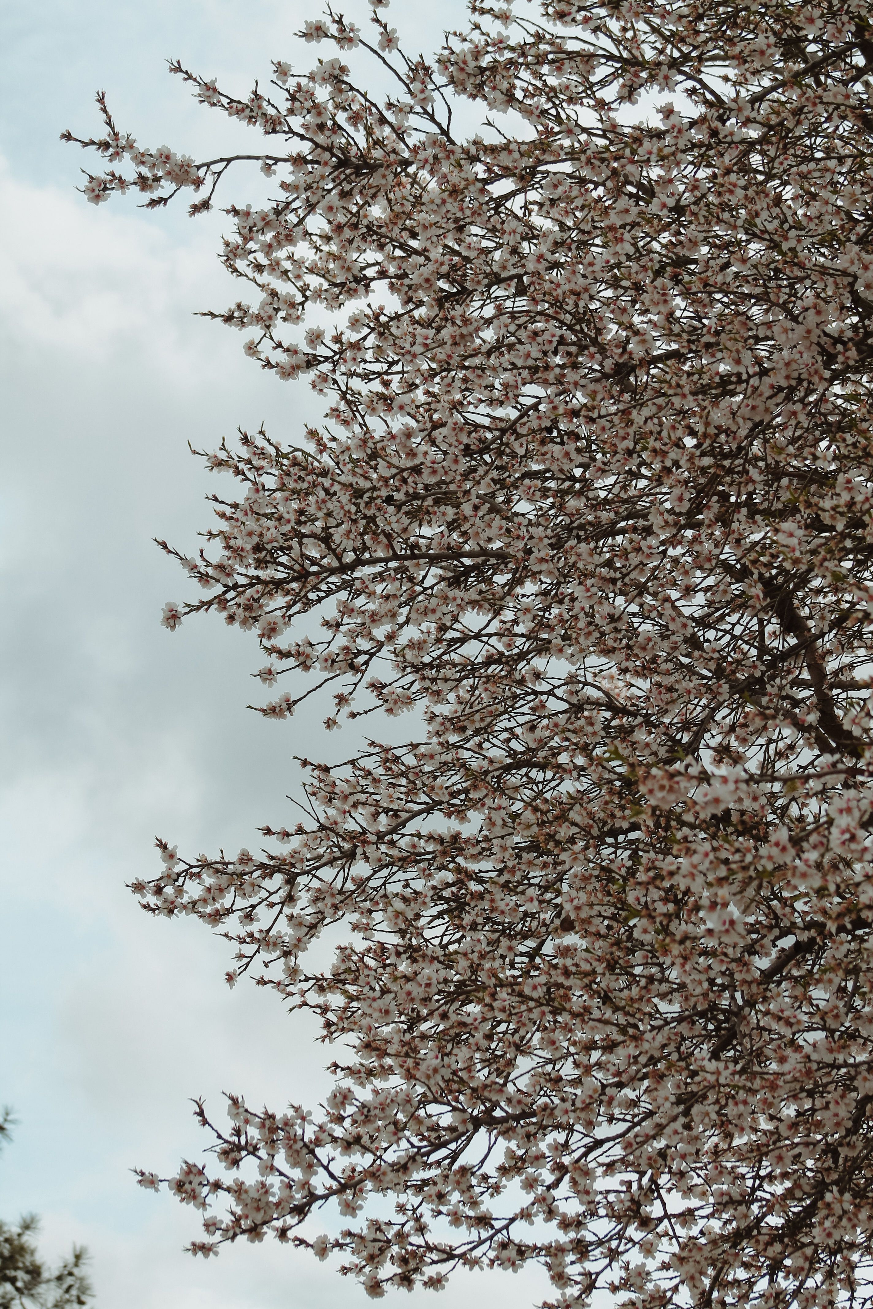 Spring Blossoming Tree · Free Stock Photo