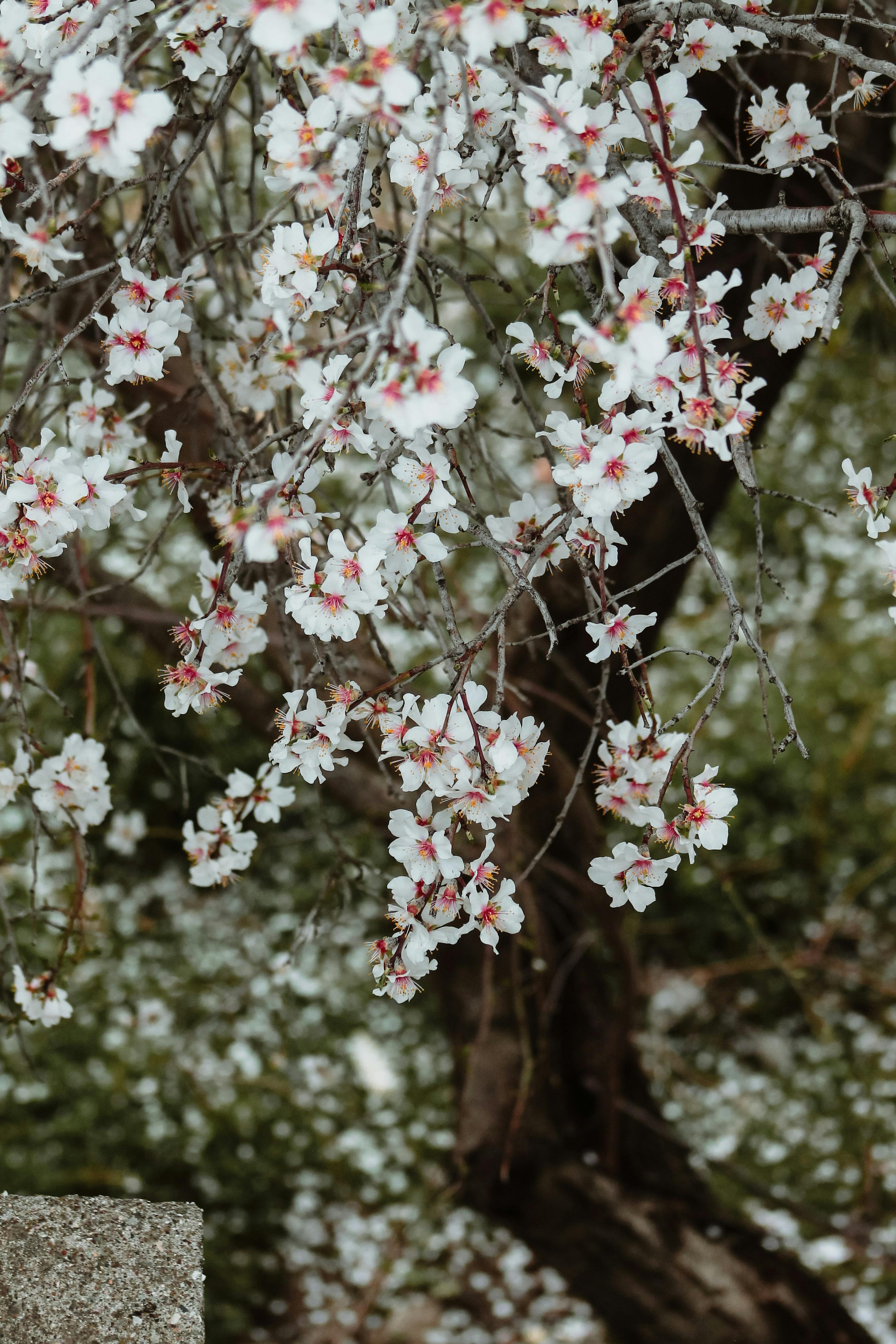 Blossoming Spring Tree · Free Stock Photo