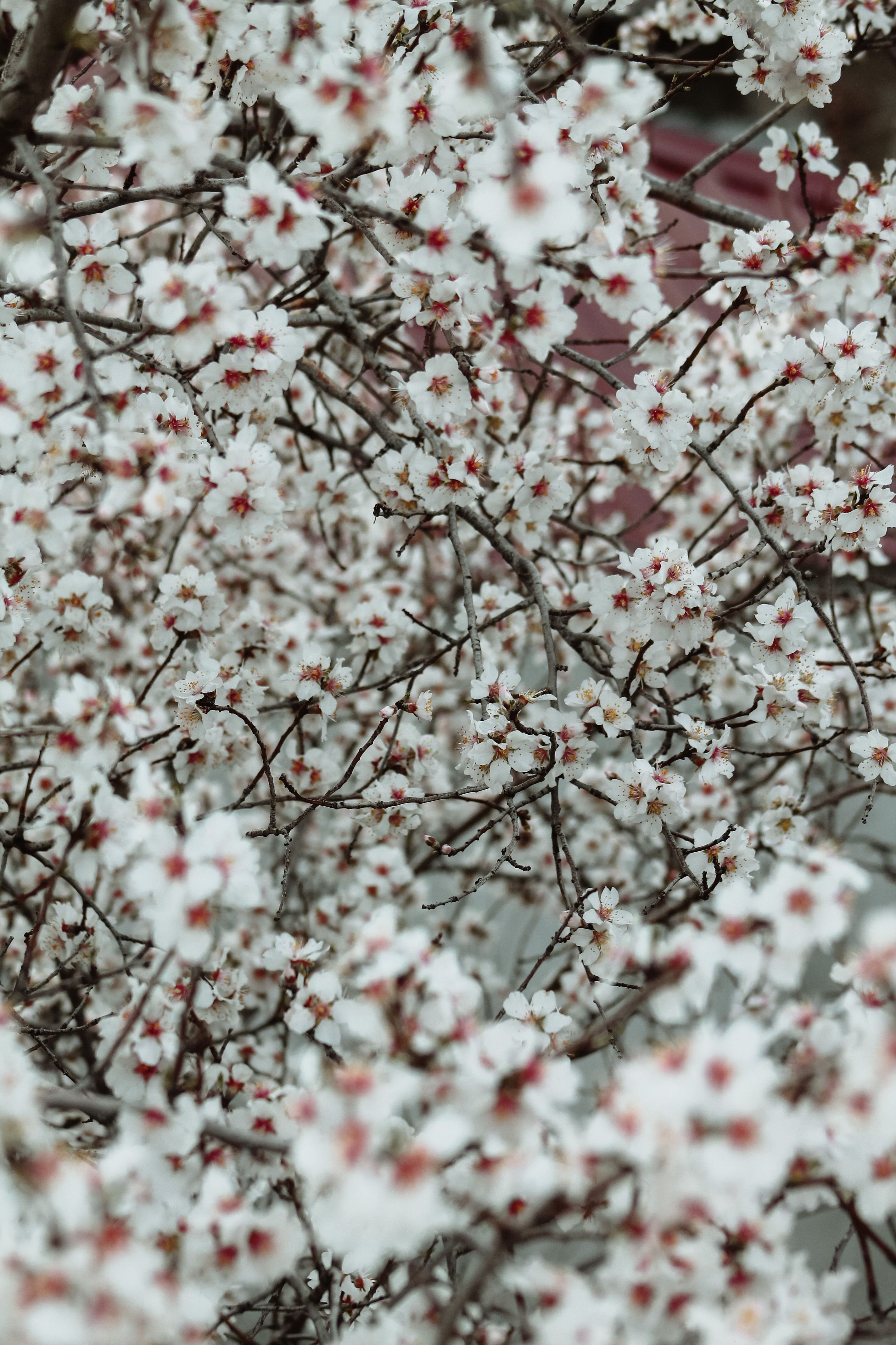 Spring Blossoming Tree · Free Stock Photo