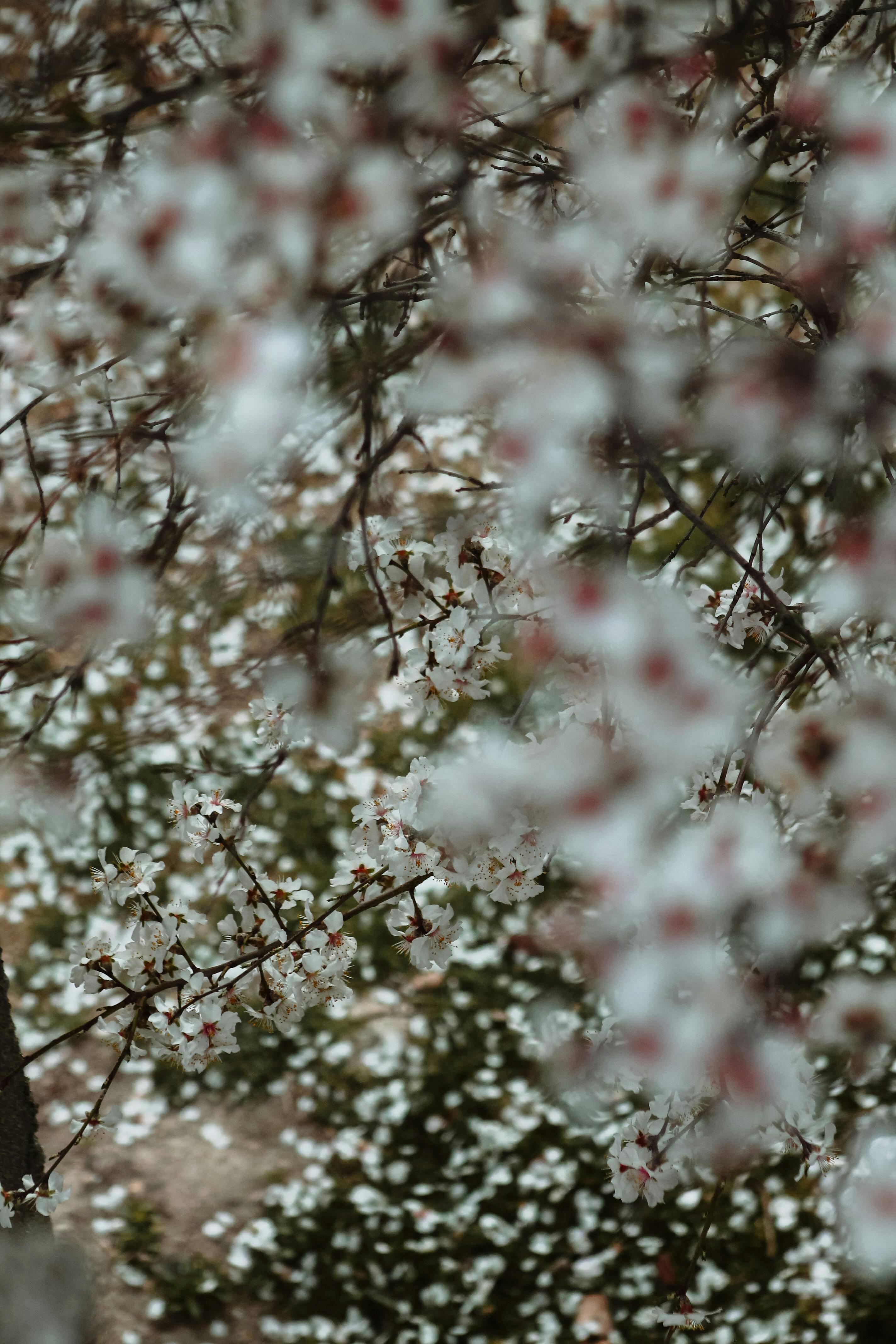 Spring Tree Blossoms · Free Stock Photo