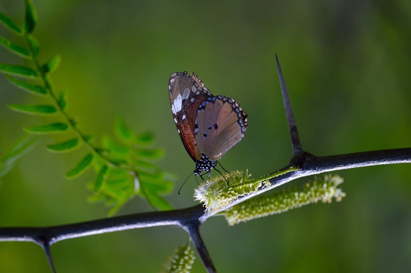 Brown Butterfly Photos, Download The BEST Free Brown Butterfly Stock ...
