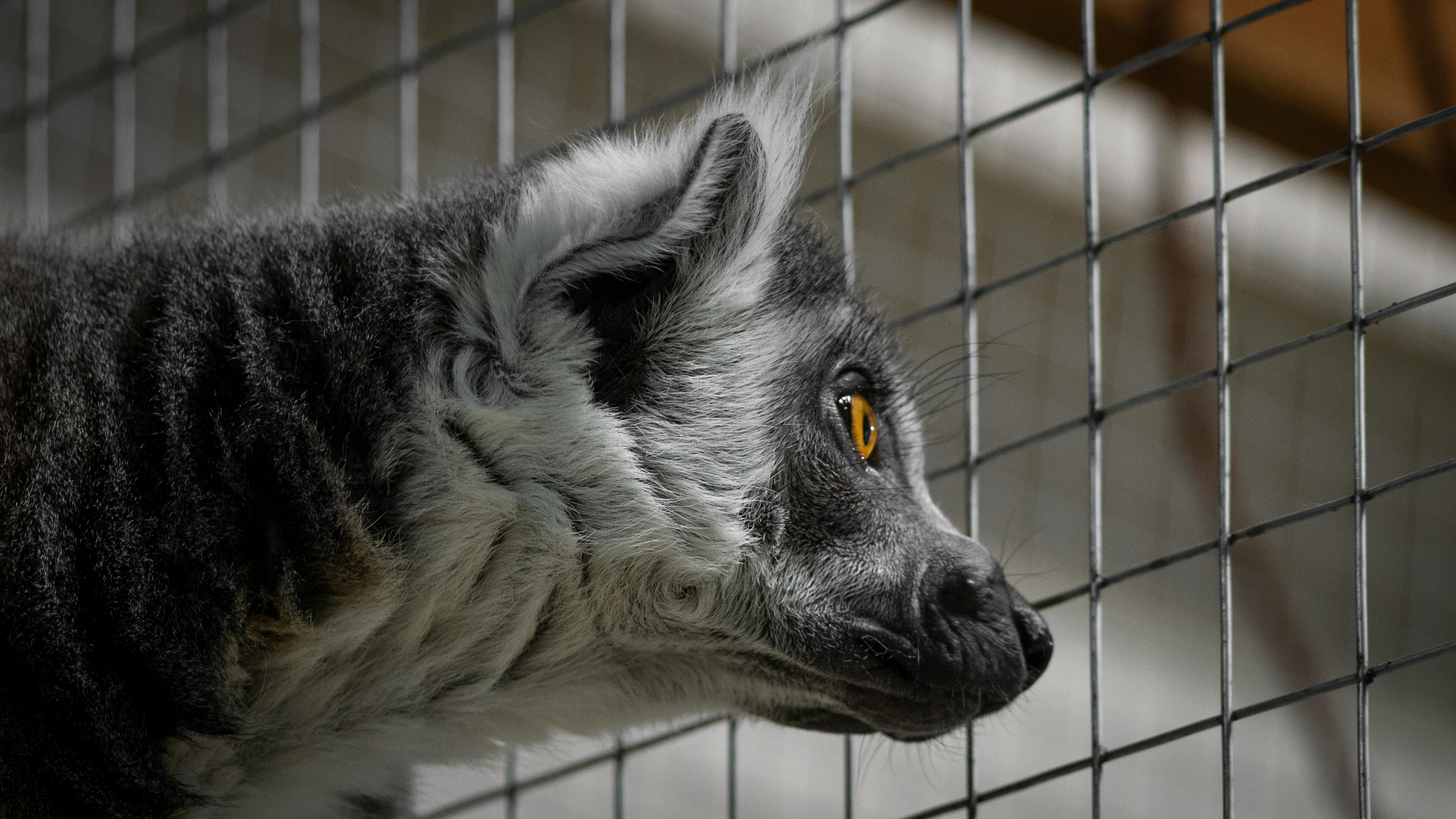 Foto stok gratis tentang alam, awas, berbulu, binatang, binatang ...