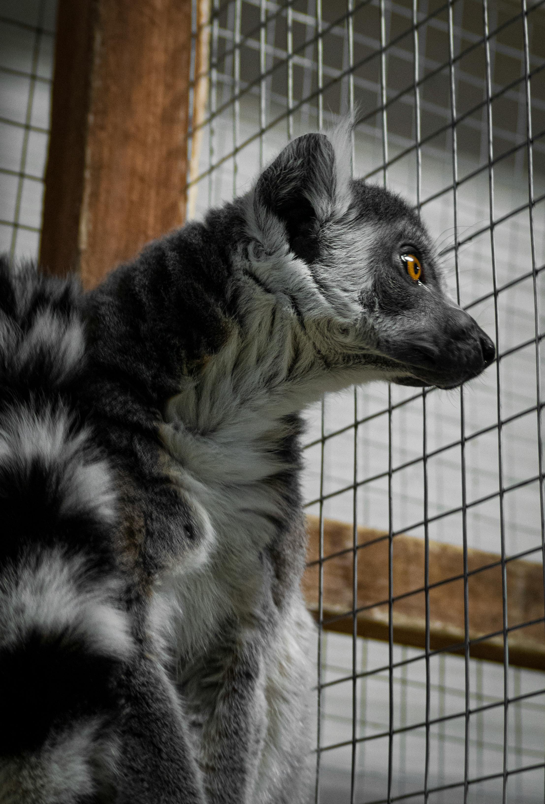 Vandalur Zoo Snakes Photos, Download The BEST Free Vandalur Zoo Snakes ...