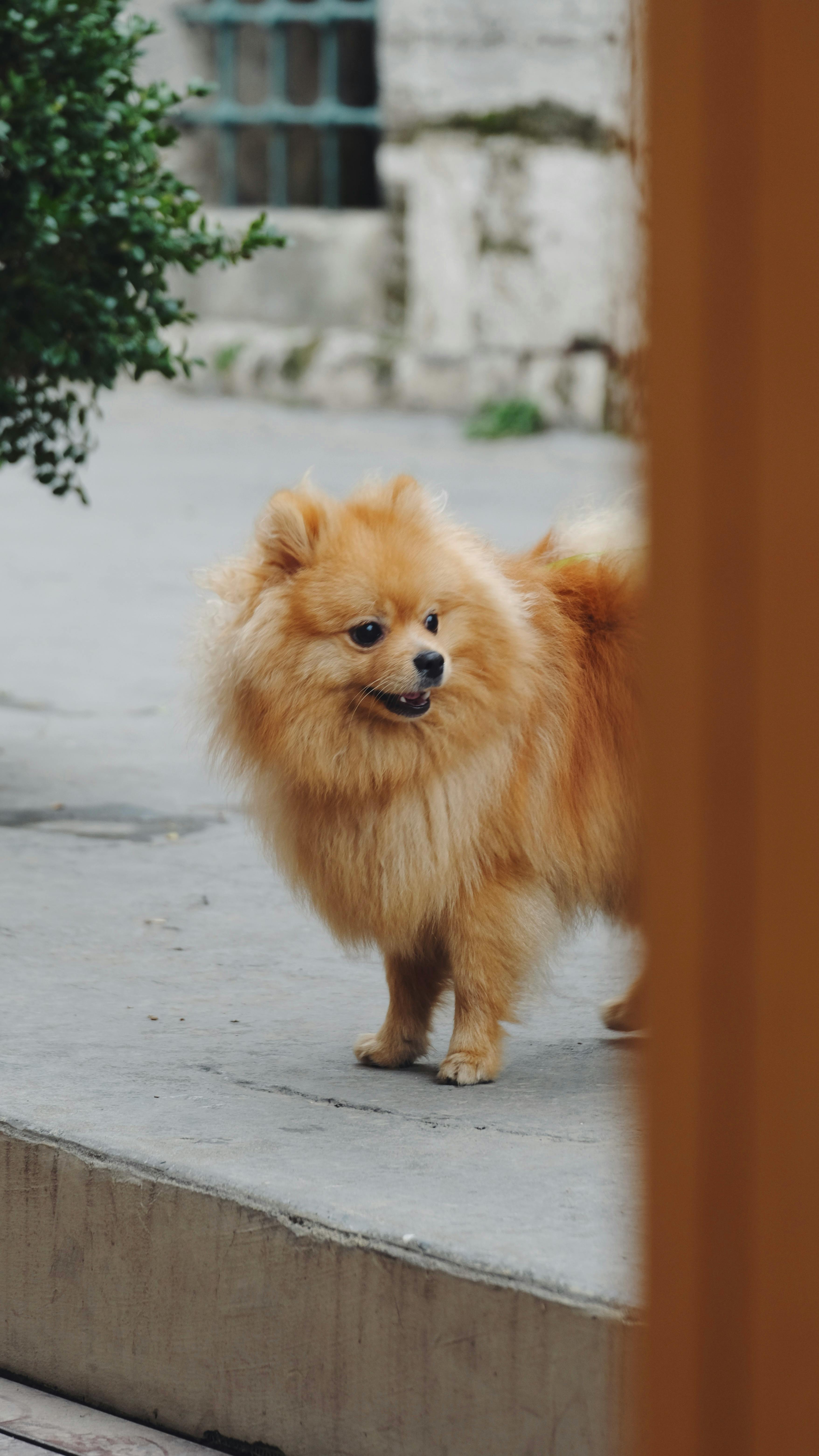 Pomeranian Dog on Pavement · Free Stock Photo
