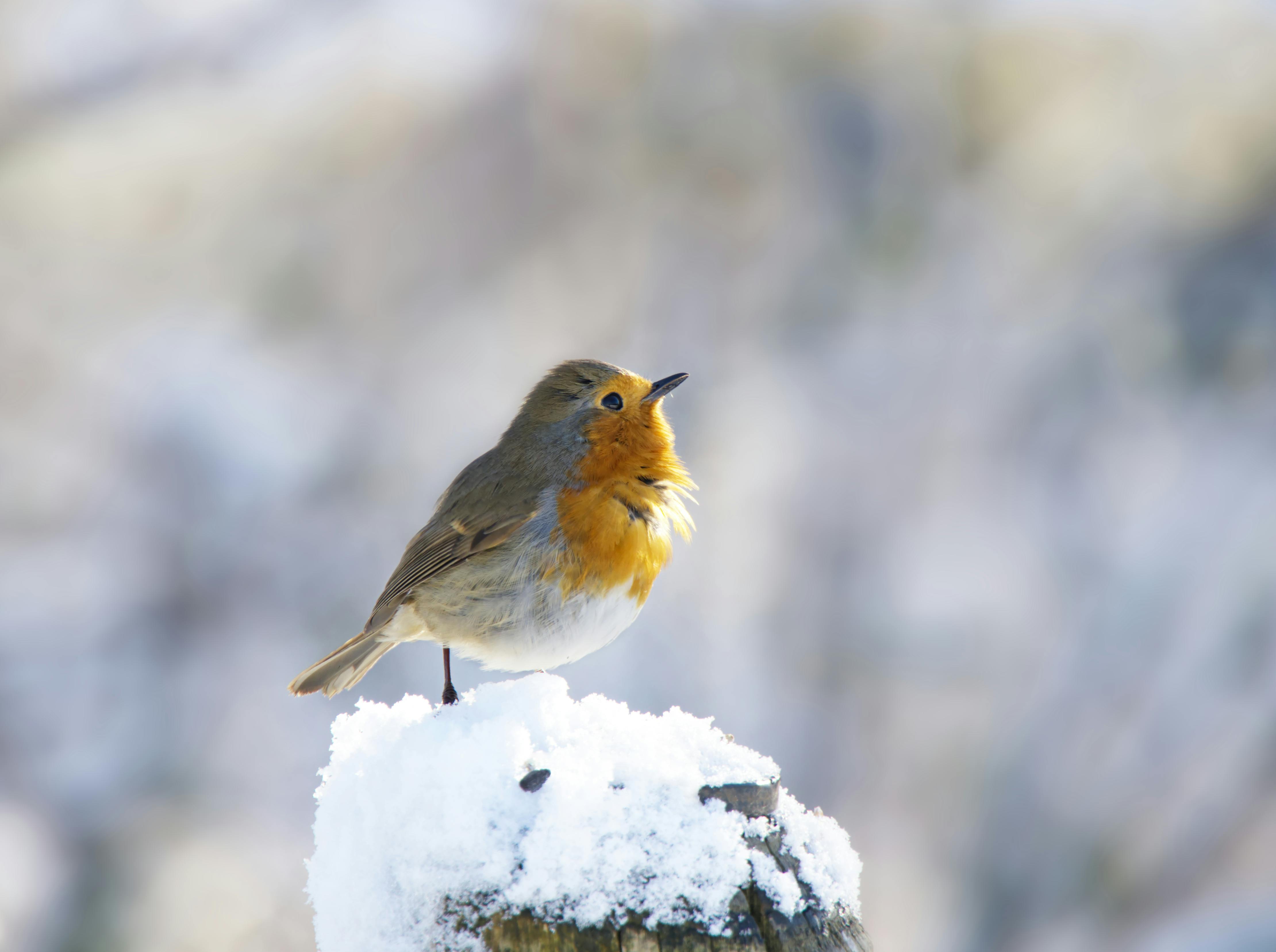 Birdwatch Photos, Download The BEST Free Birdwatch Stock Photos & HD Images