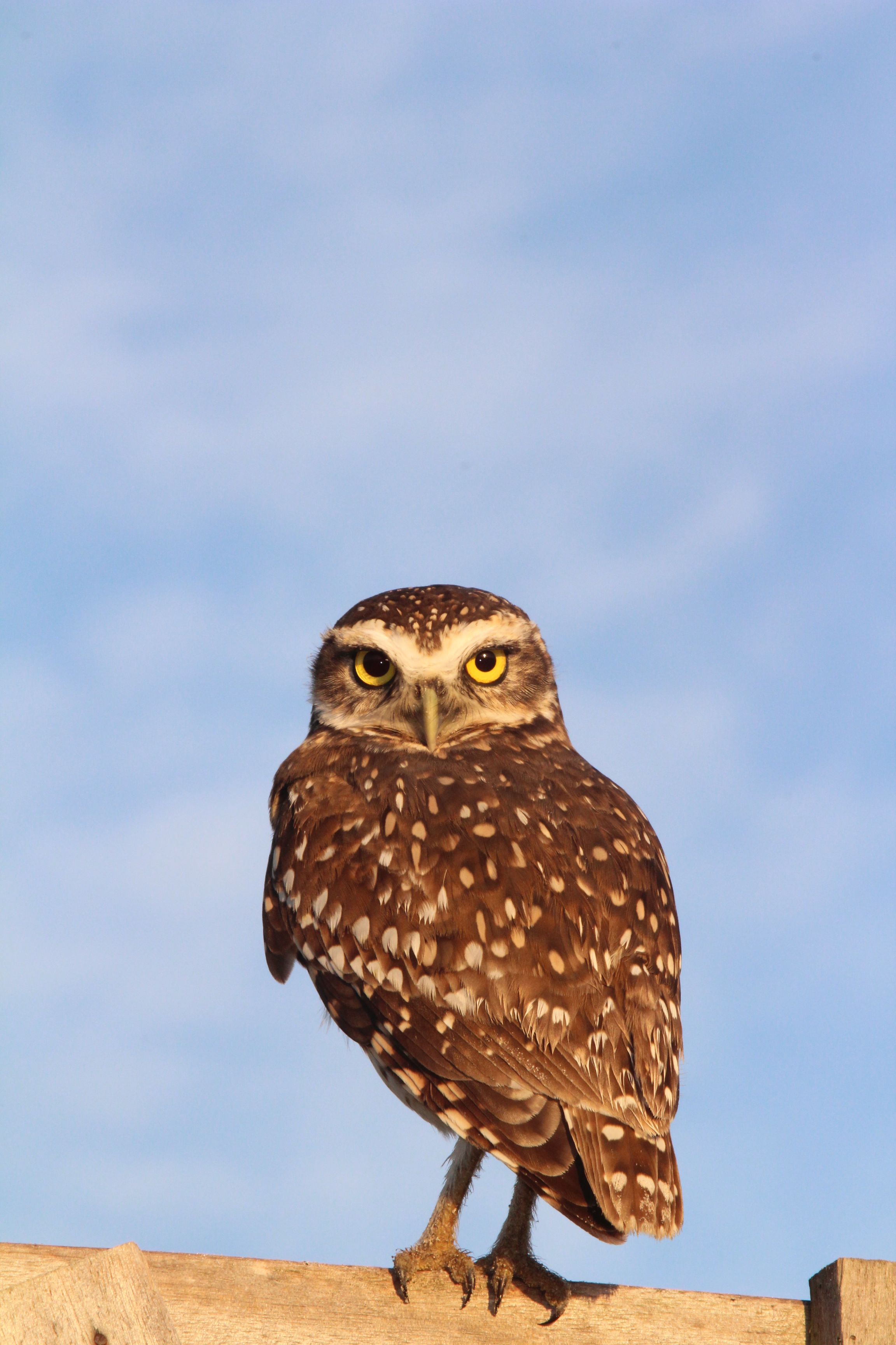 Little Owl against Blue Sky · Free Stock Photo