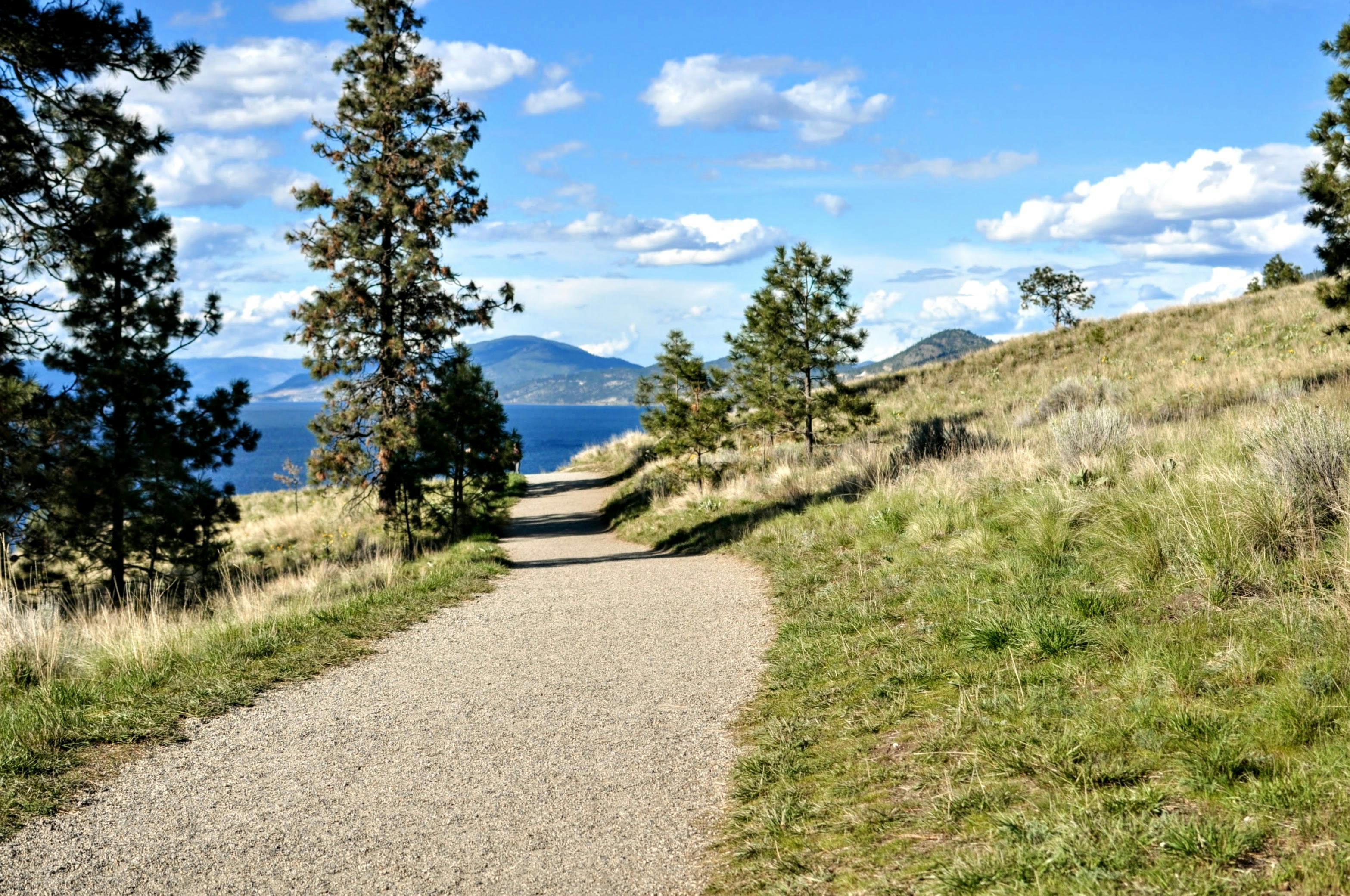 Alpine Footpath in Summer · Free Stock Photo
