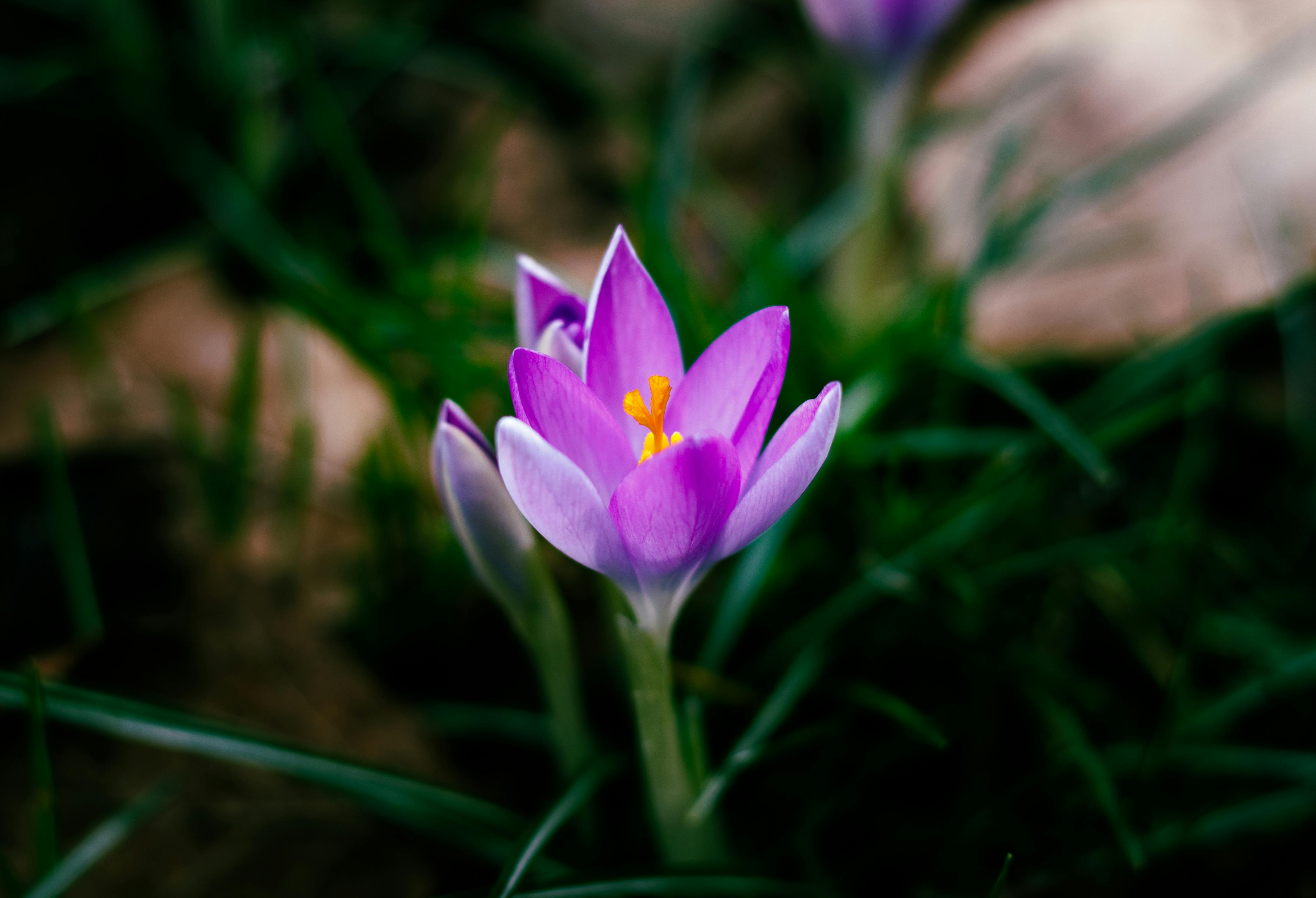 Flower Blooming Photos, Download The BEST Free Flower Blooming Stock ...