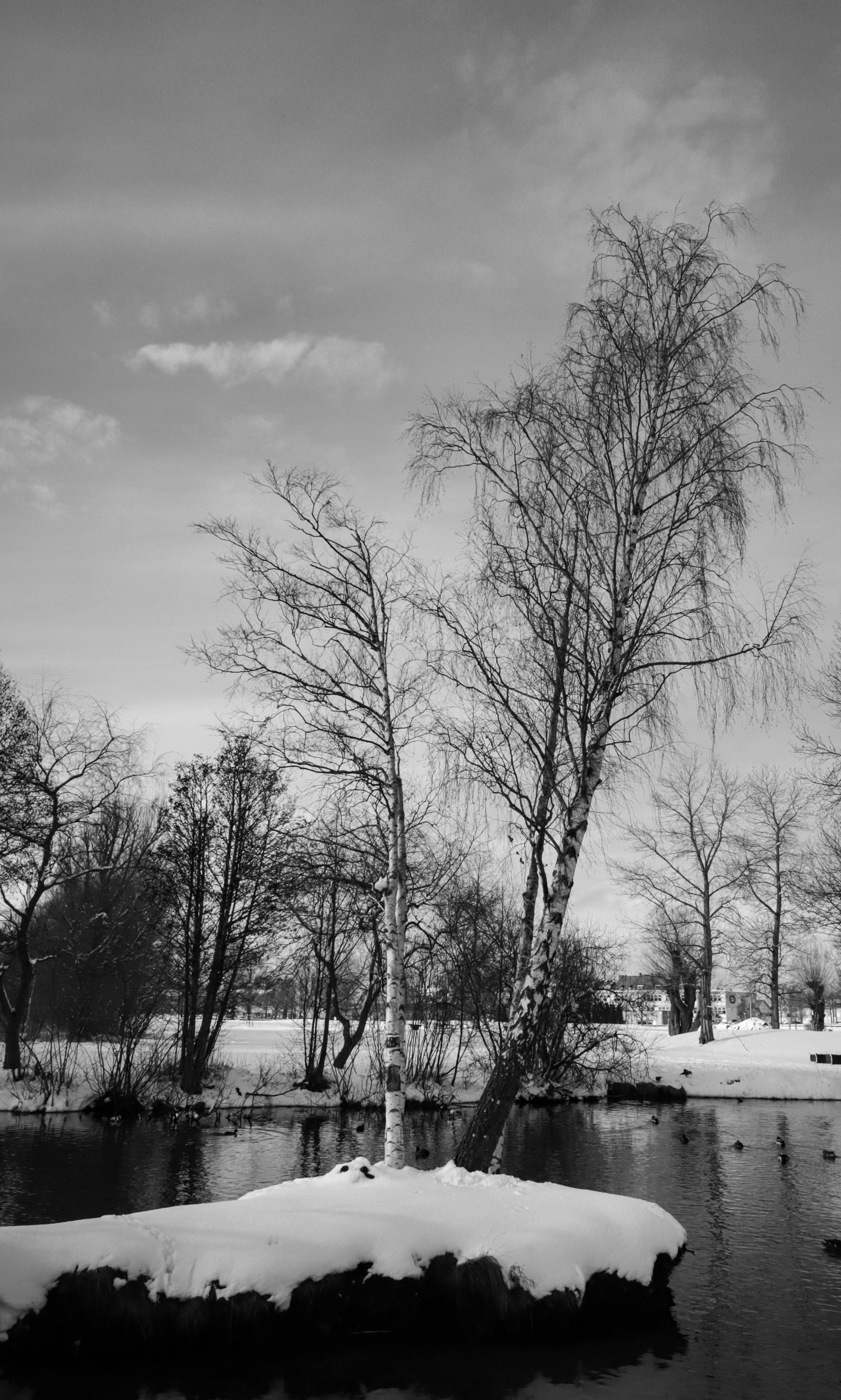 Trees Growing in Water in Winter Park · Free Stock Photo