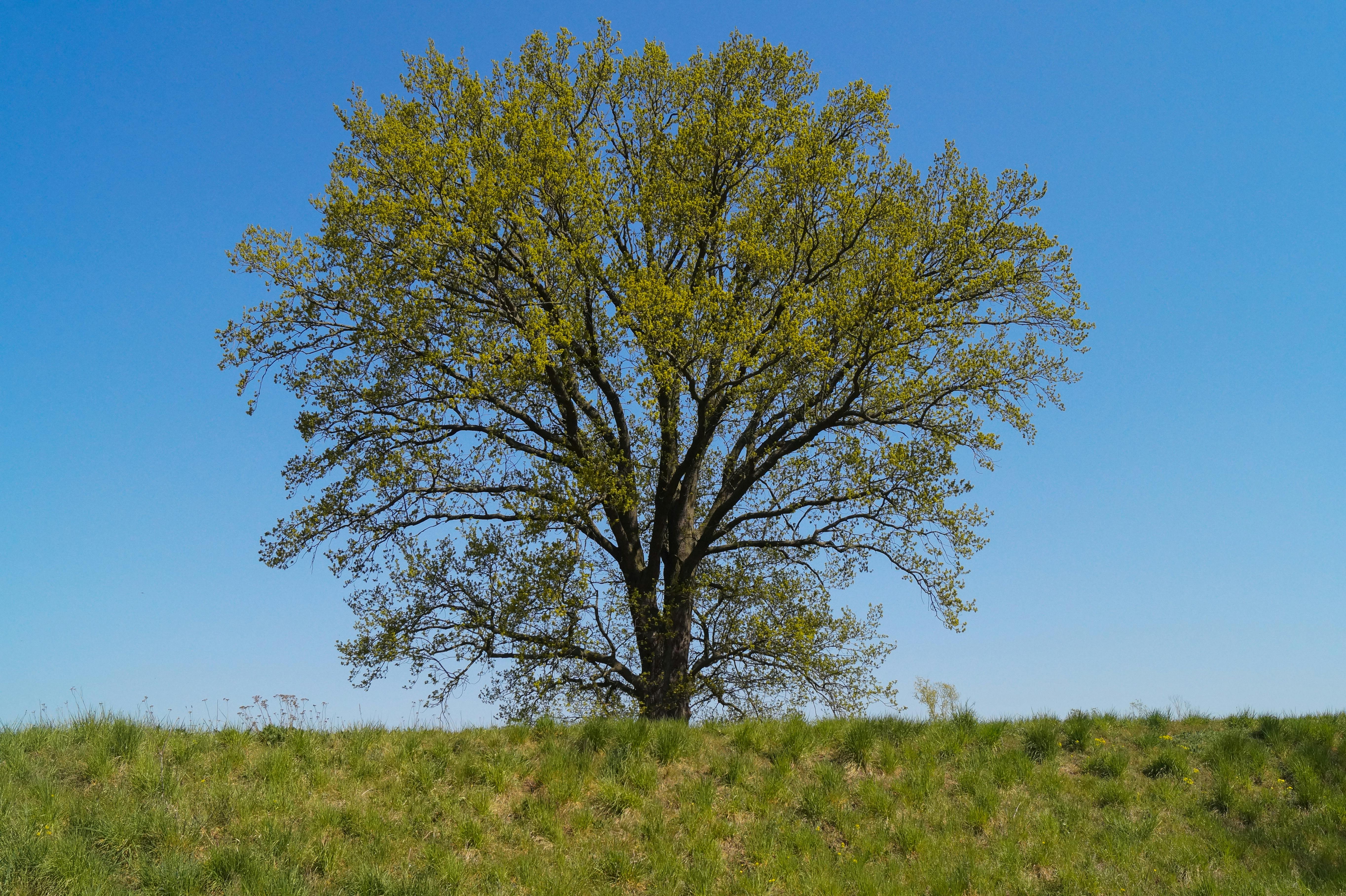 Single, Green Tree in Countryside · Free Stock Photo