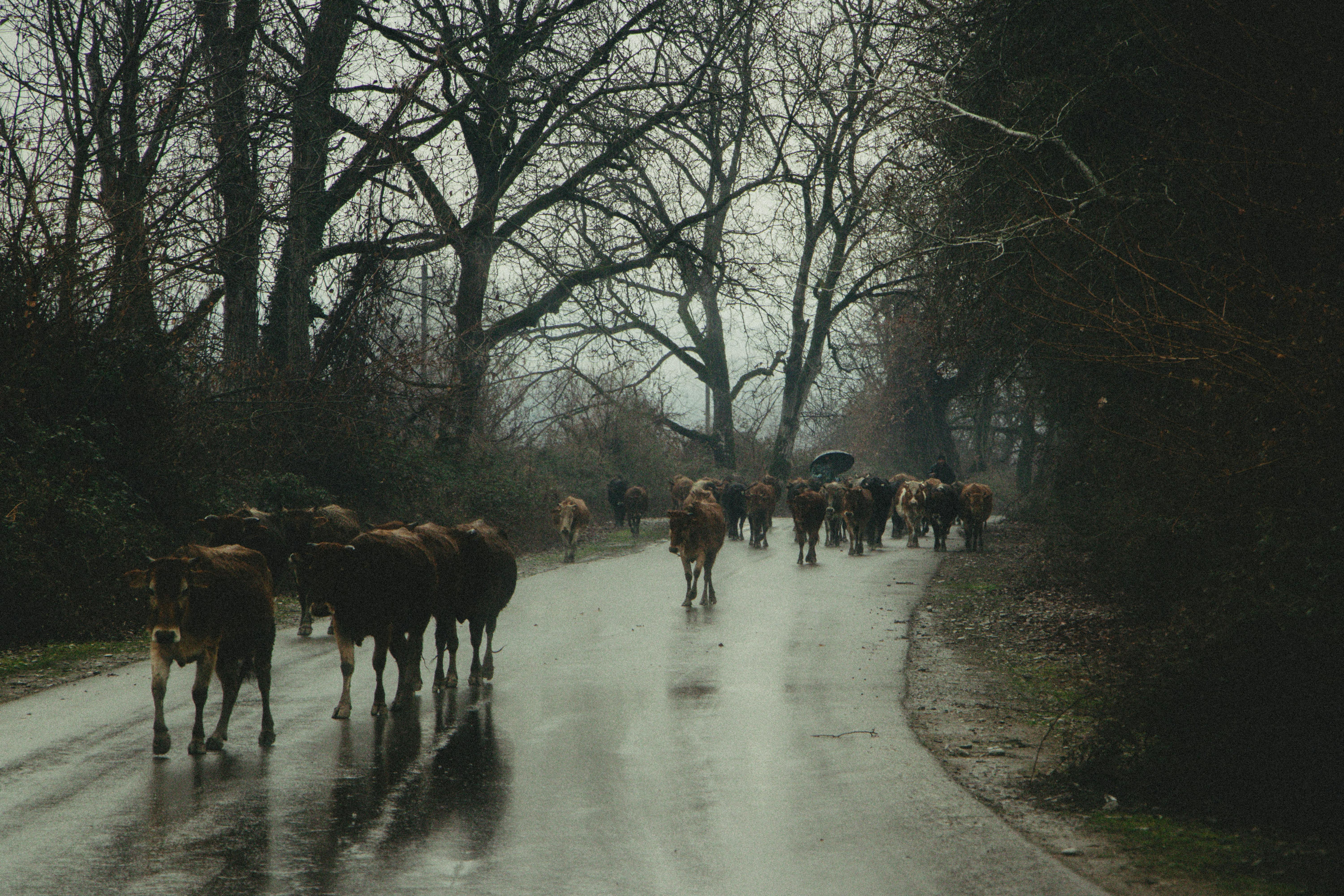 Cows Walking on Road in Rain · Free Stock Photo