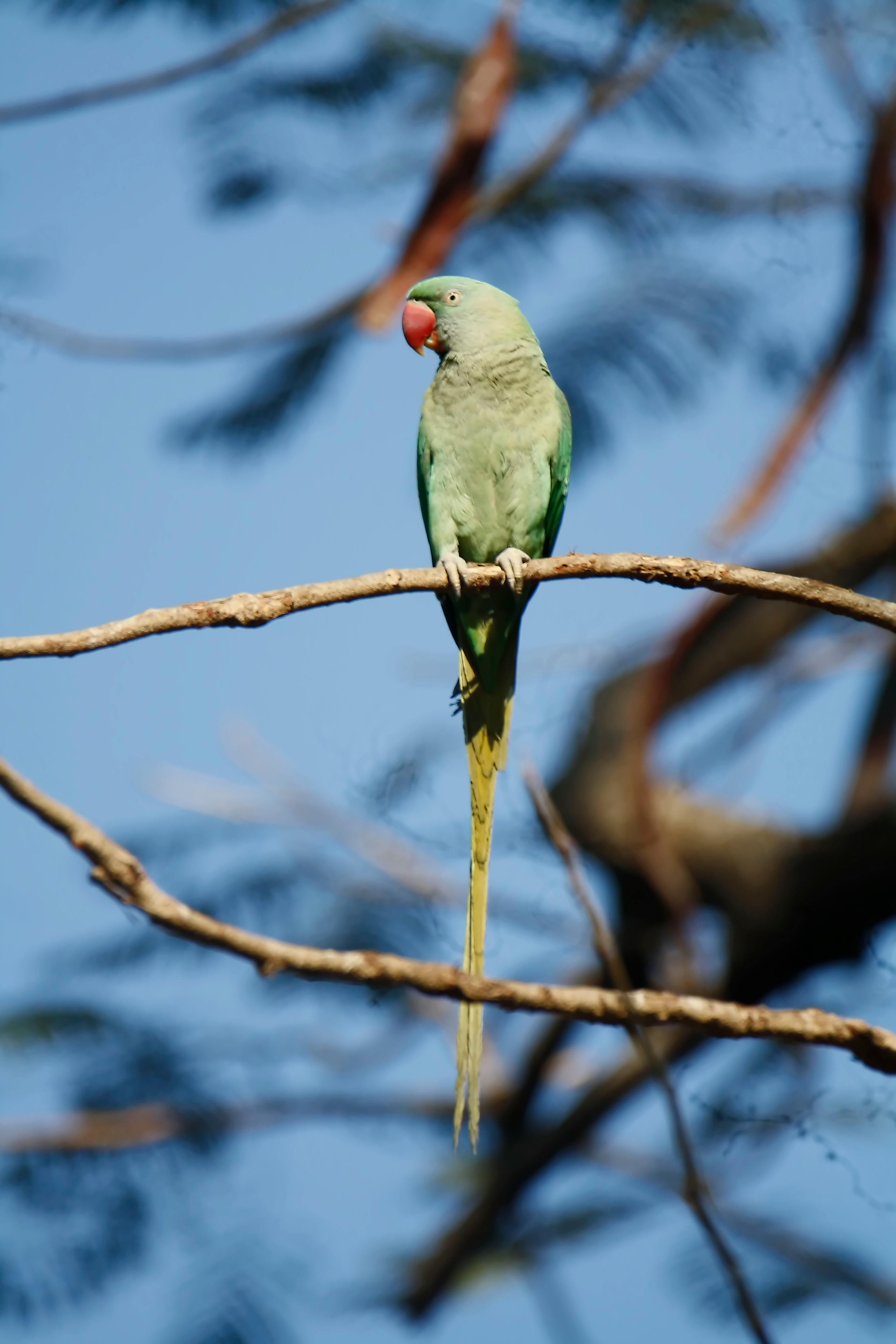 Two Macaw Parrots · Free Stock Photo