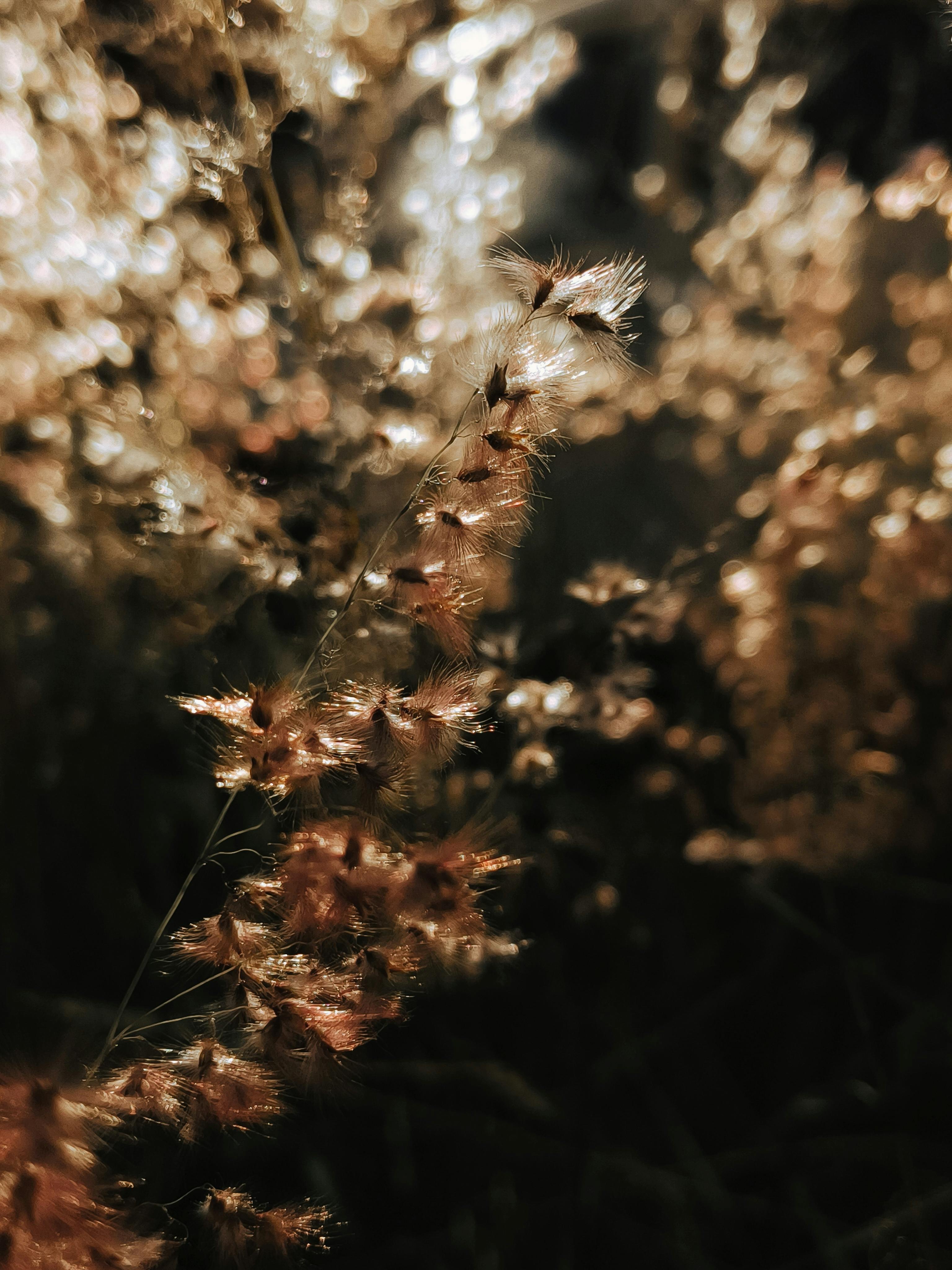 Havaalani Ark Plant Photos, Download The BEST Free Havaalani Ark Plant ...