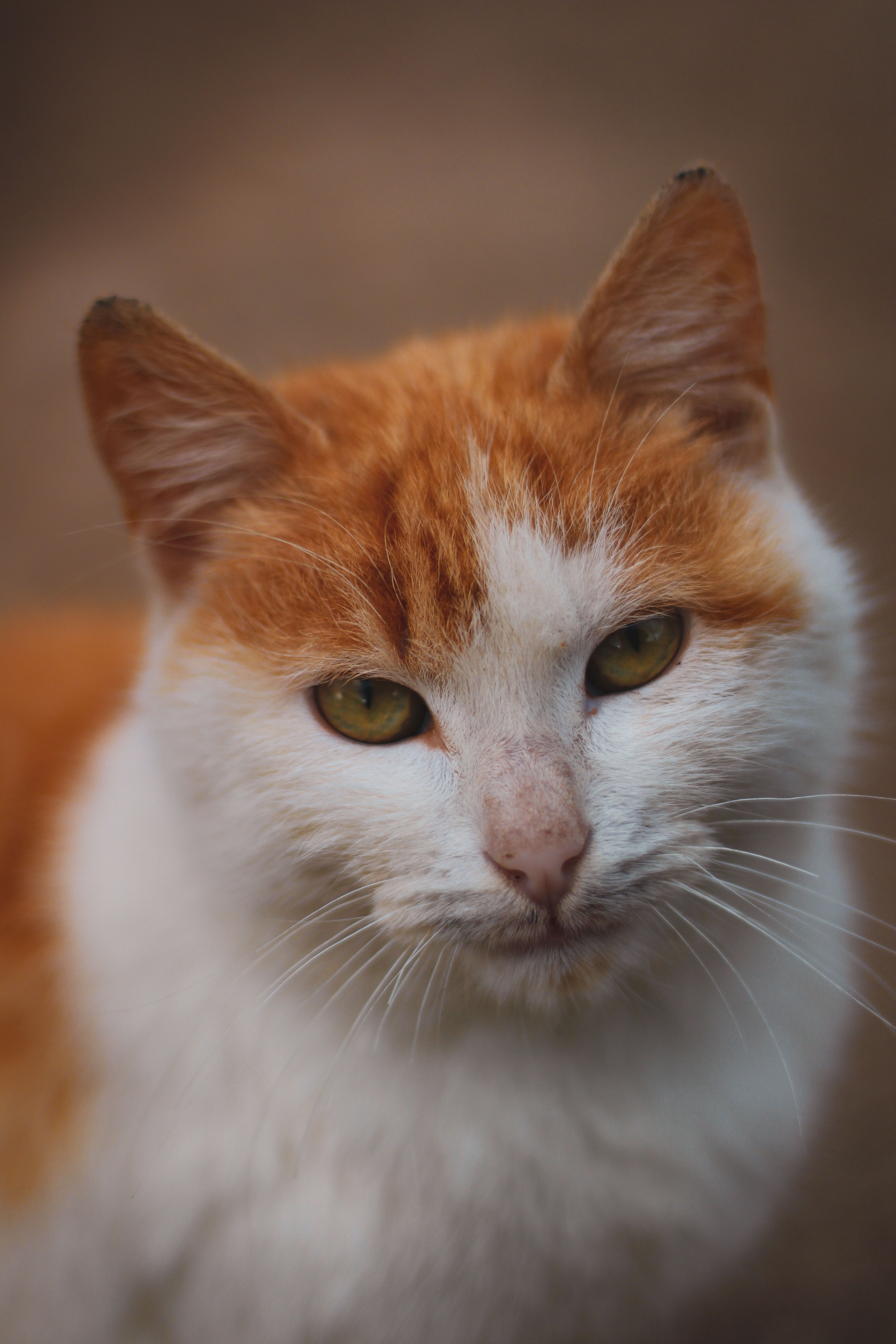 Close-Up Portrait of an Orange Tabby Cat · Free Stock Photo