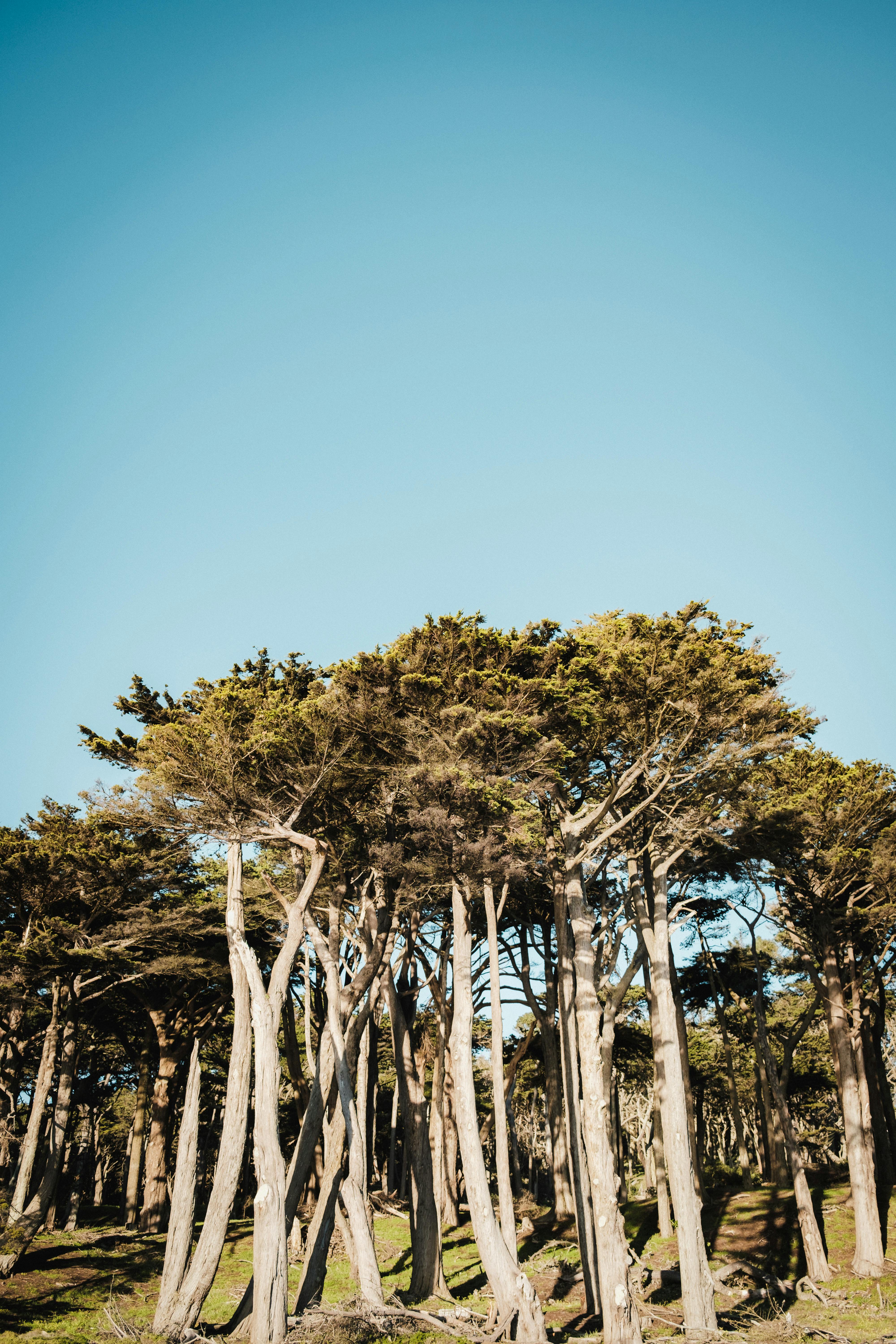 Sunlit Trees in Forest · Free Stock Photo