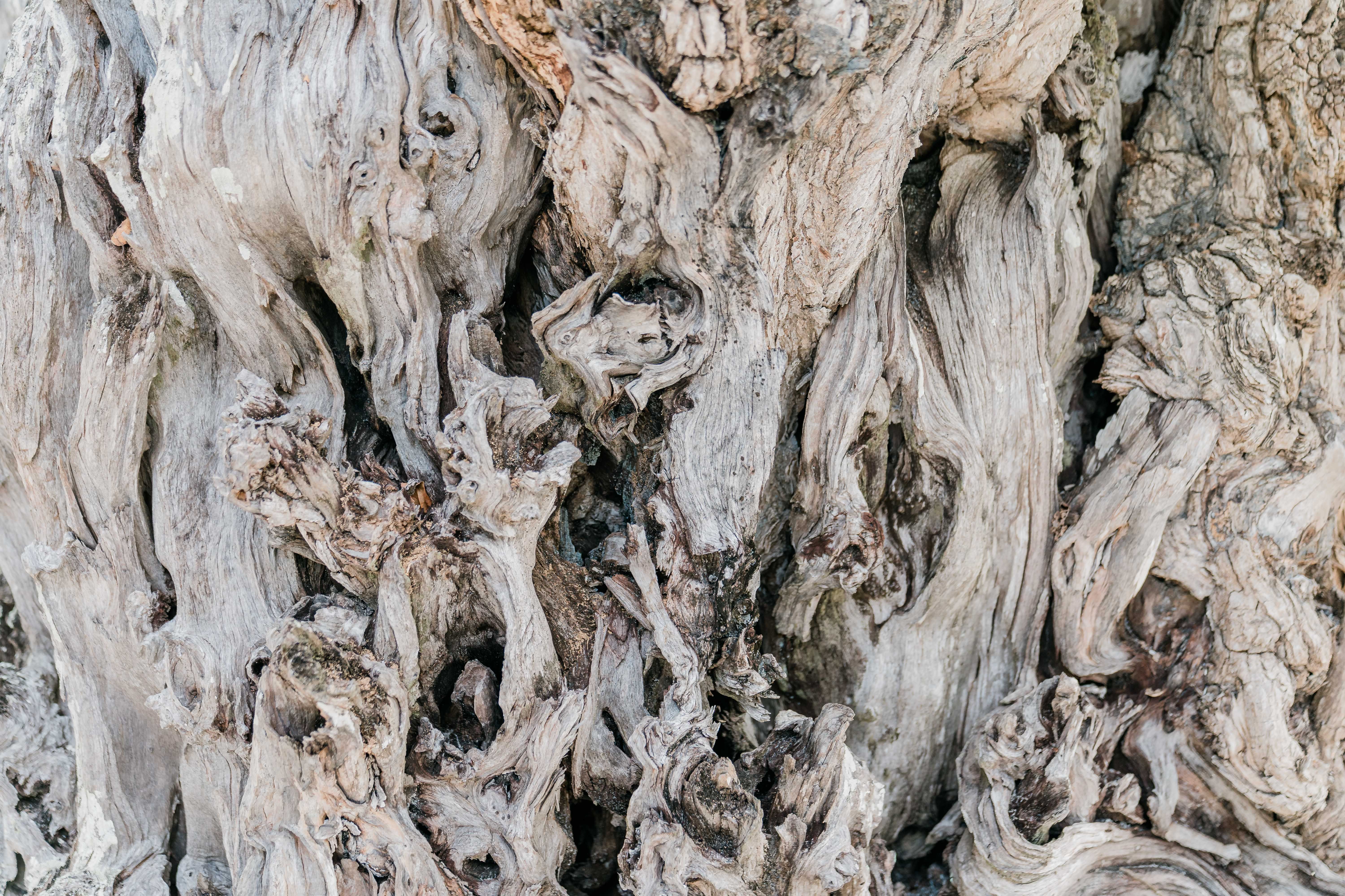 Maple Tree Bark Texture