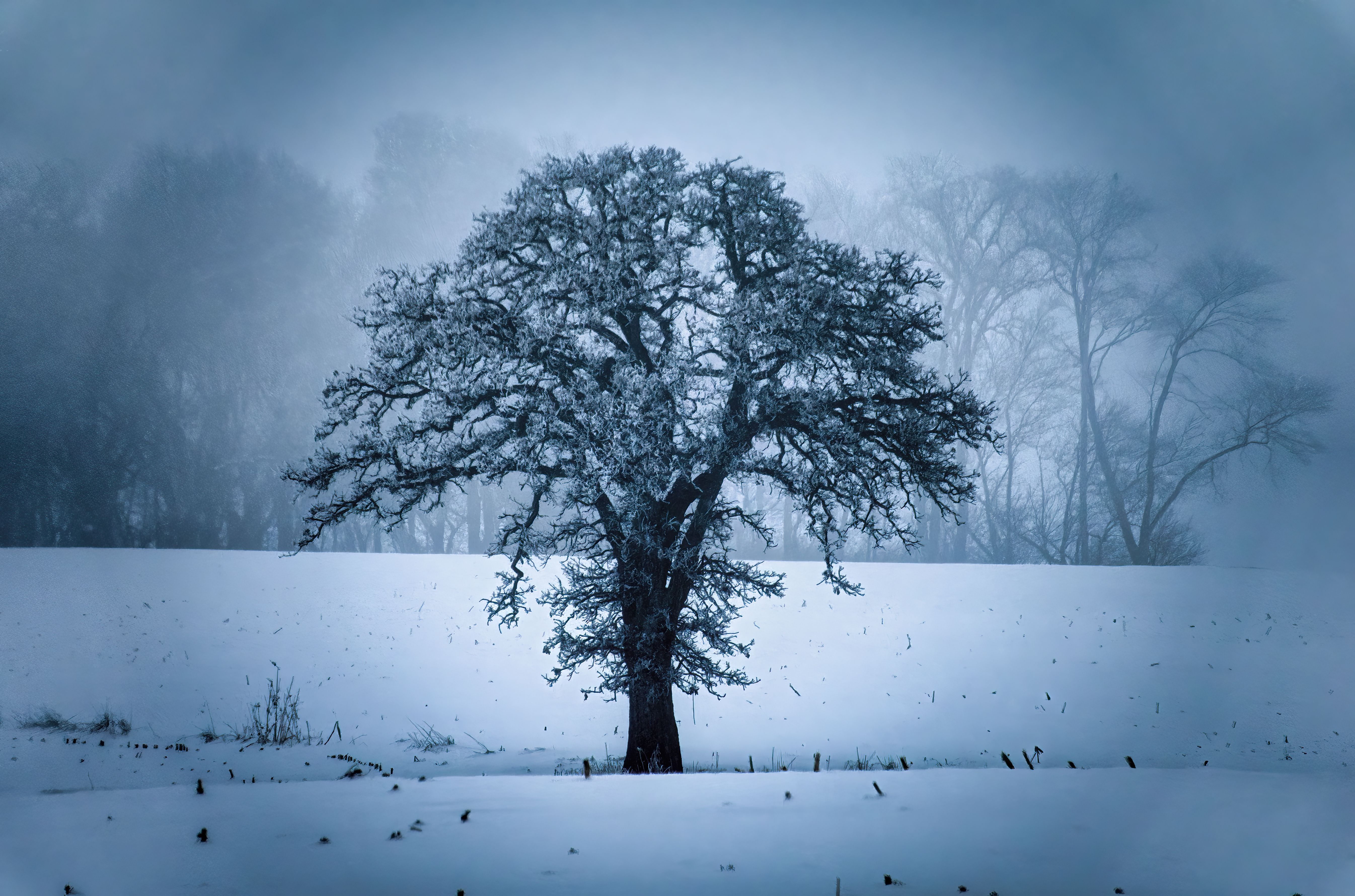 Barren Trees at Sunrise · Free Stock Photo