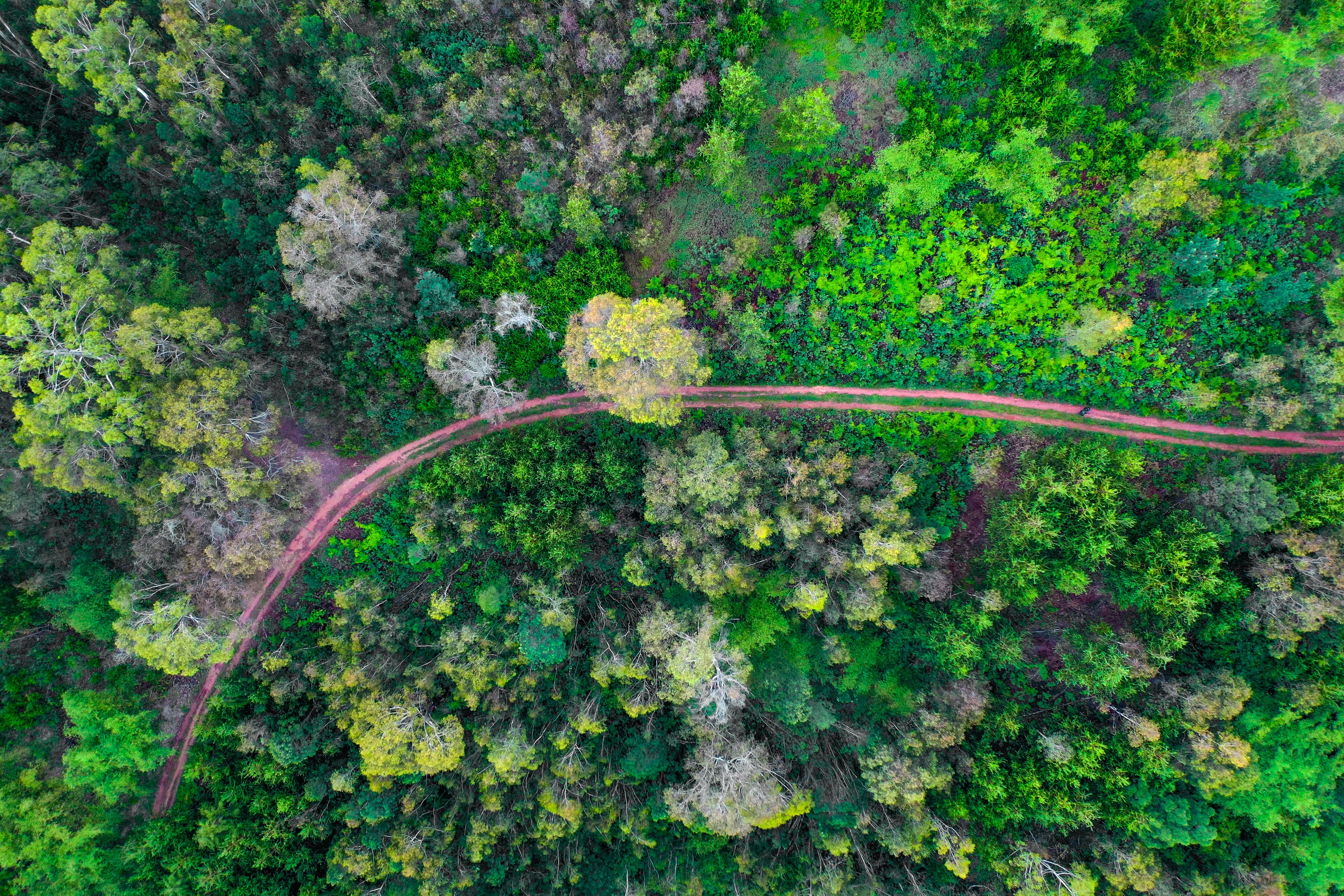 Blue car driving through dense green forest · Free Stock Photo