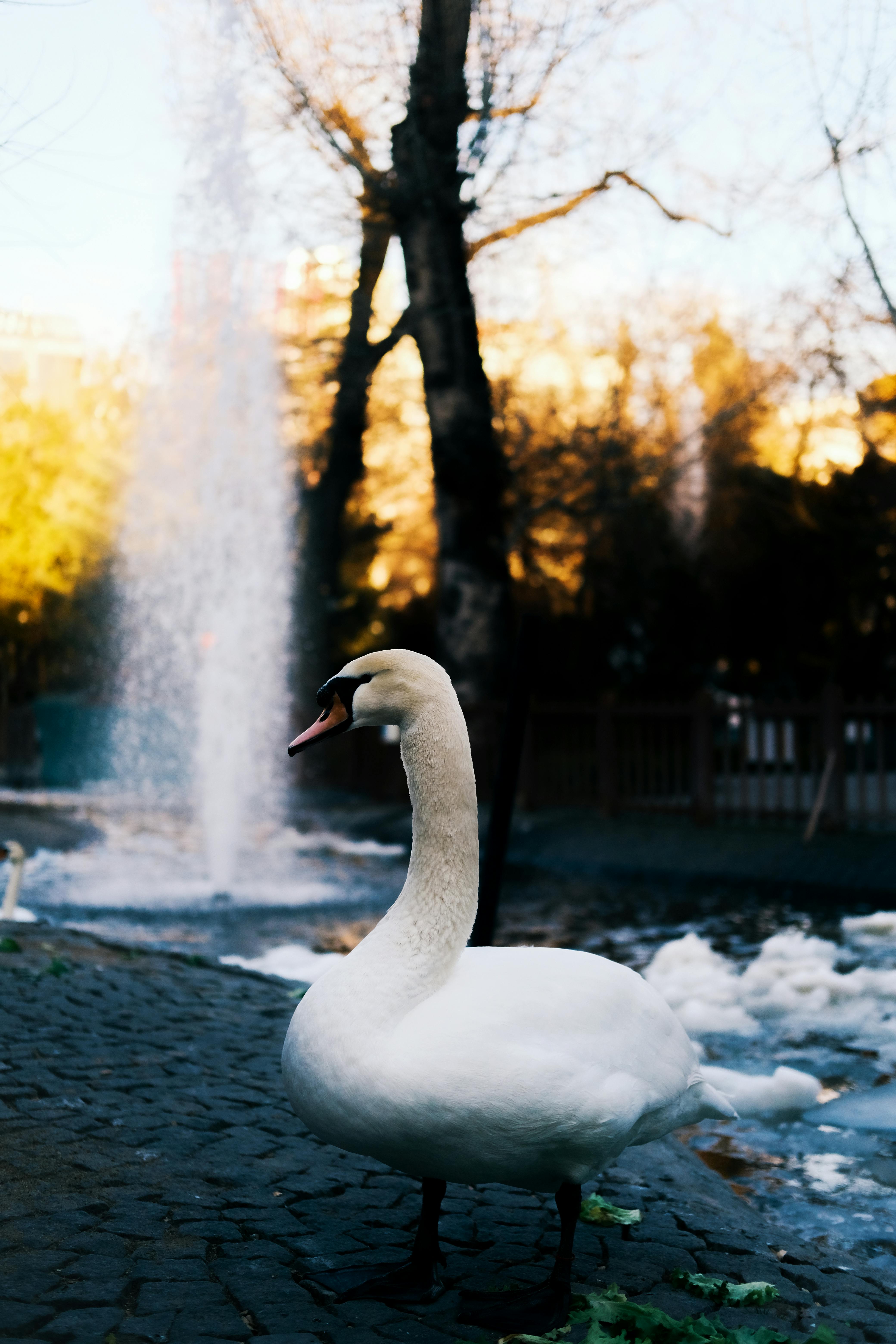 Swam by Fountain in Winter · Free Stock Photo